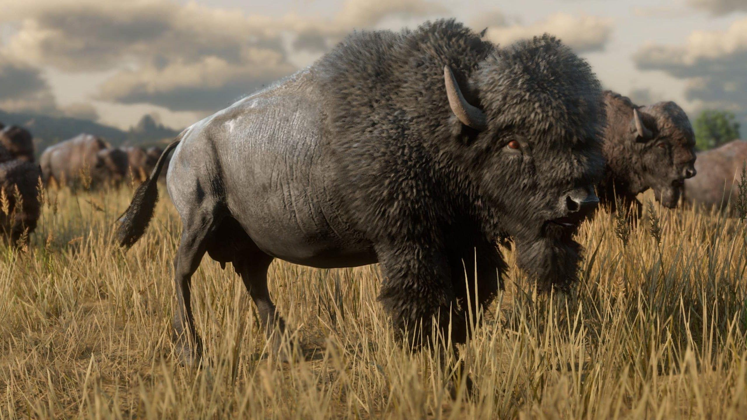 American Bison Wallpapers - Top Free American Bison Backgrounds ...