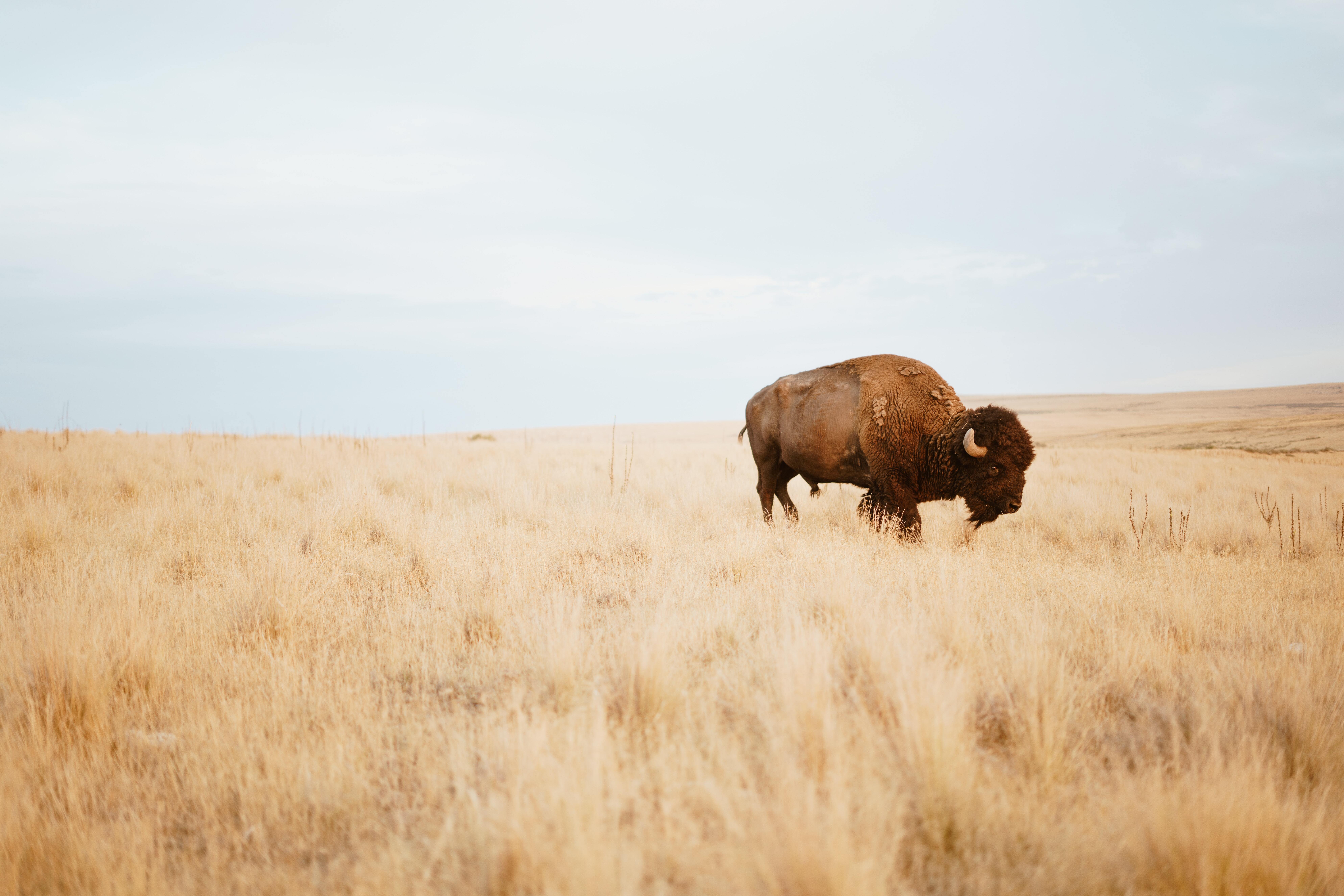 American Bison Wallpapers - Top Free American Bison Backgrounds ...