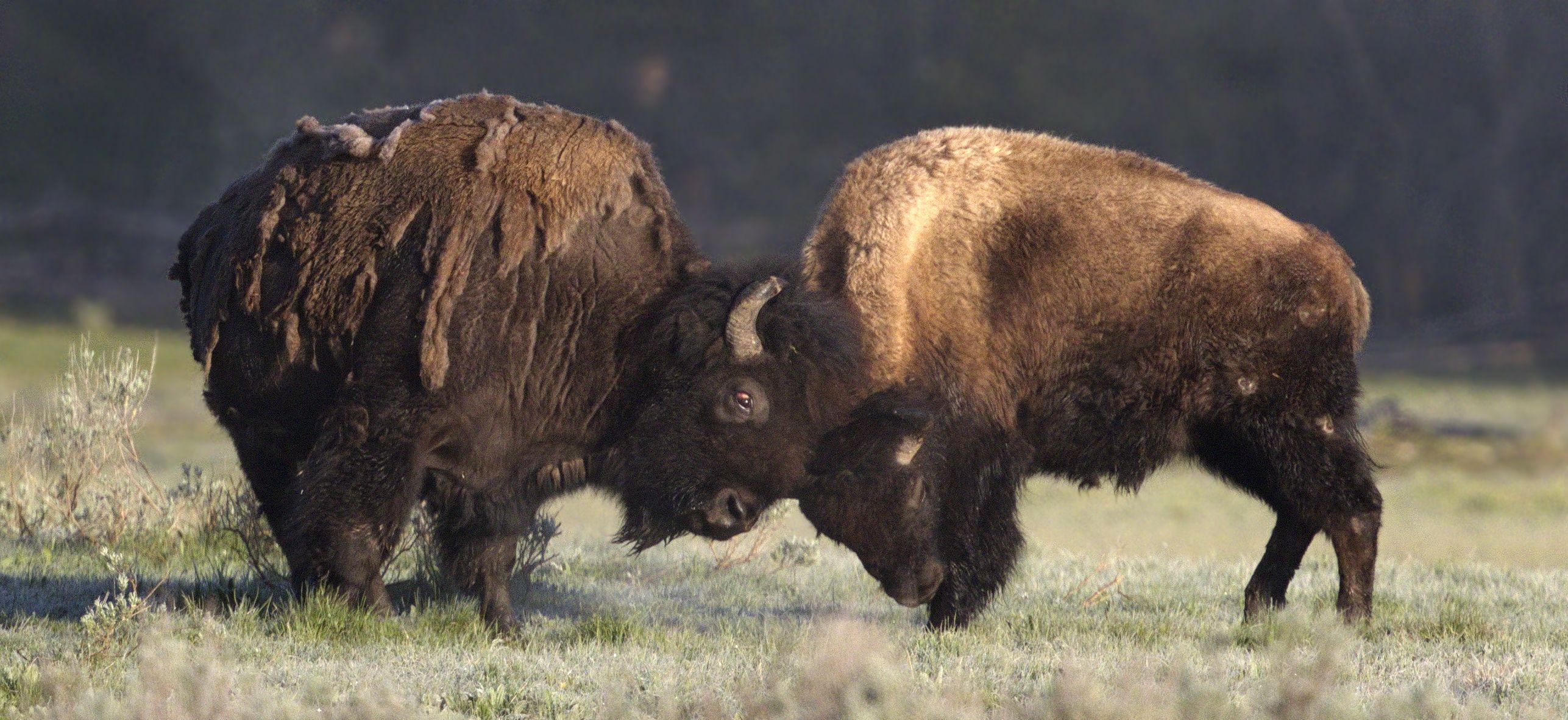American Bison Wallpapers - Top Free American Bison Backgrounds ...