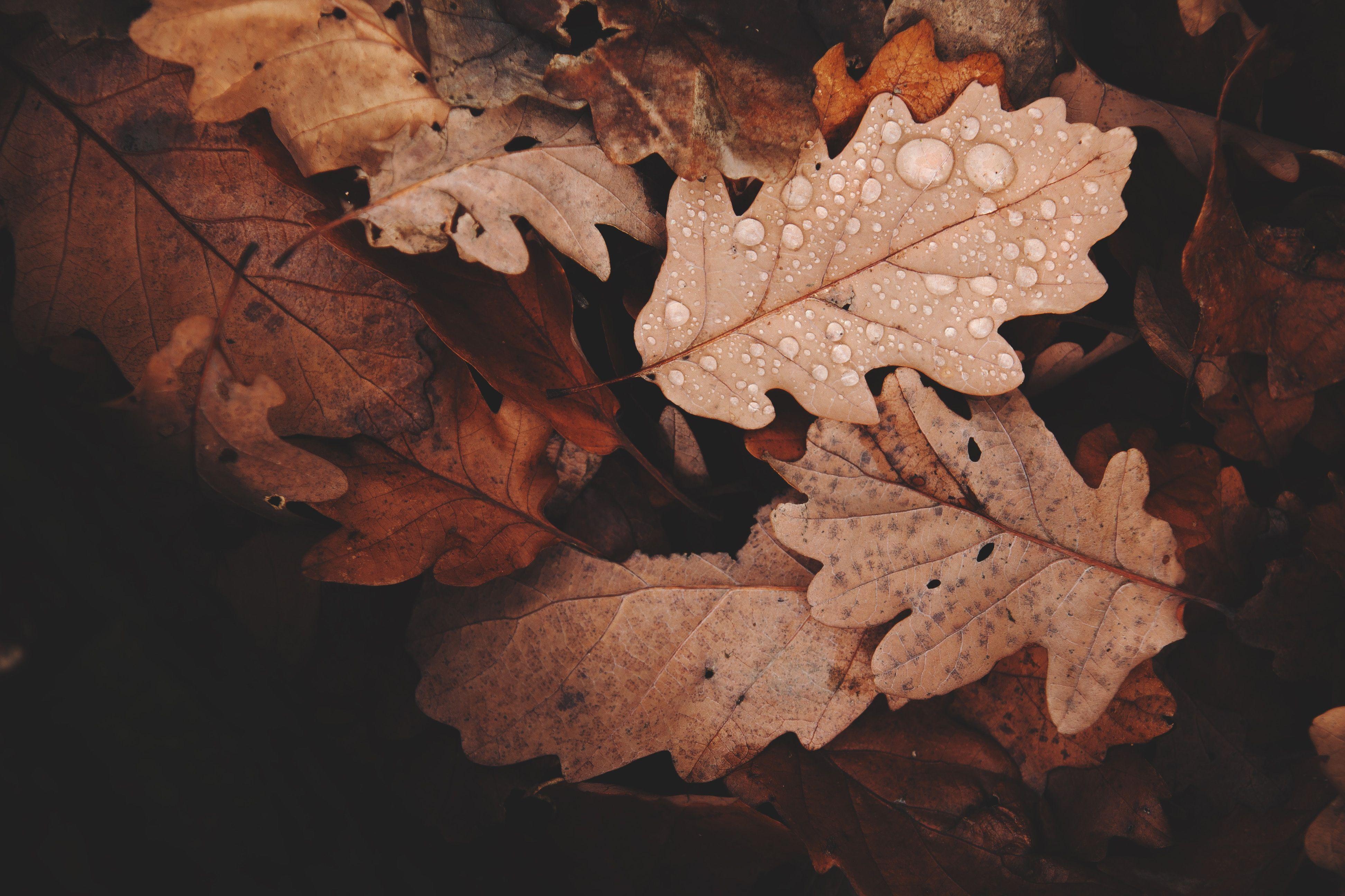 Dark Brown Leaves Wallpapers - Top Free Dark Brown Leaves Backgrounds ...
