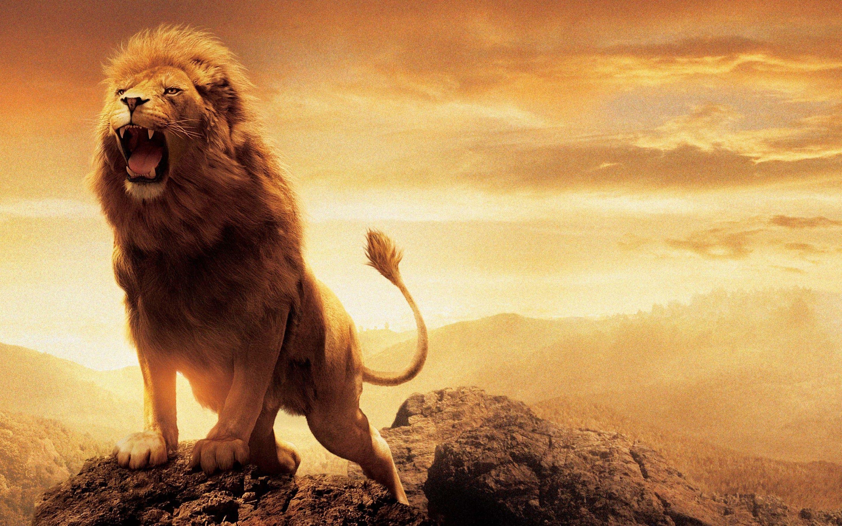 Strong Lion Wallpapers - Top Free Strong Lion Backgrounds - WallpaperAccess