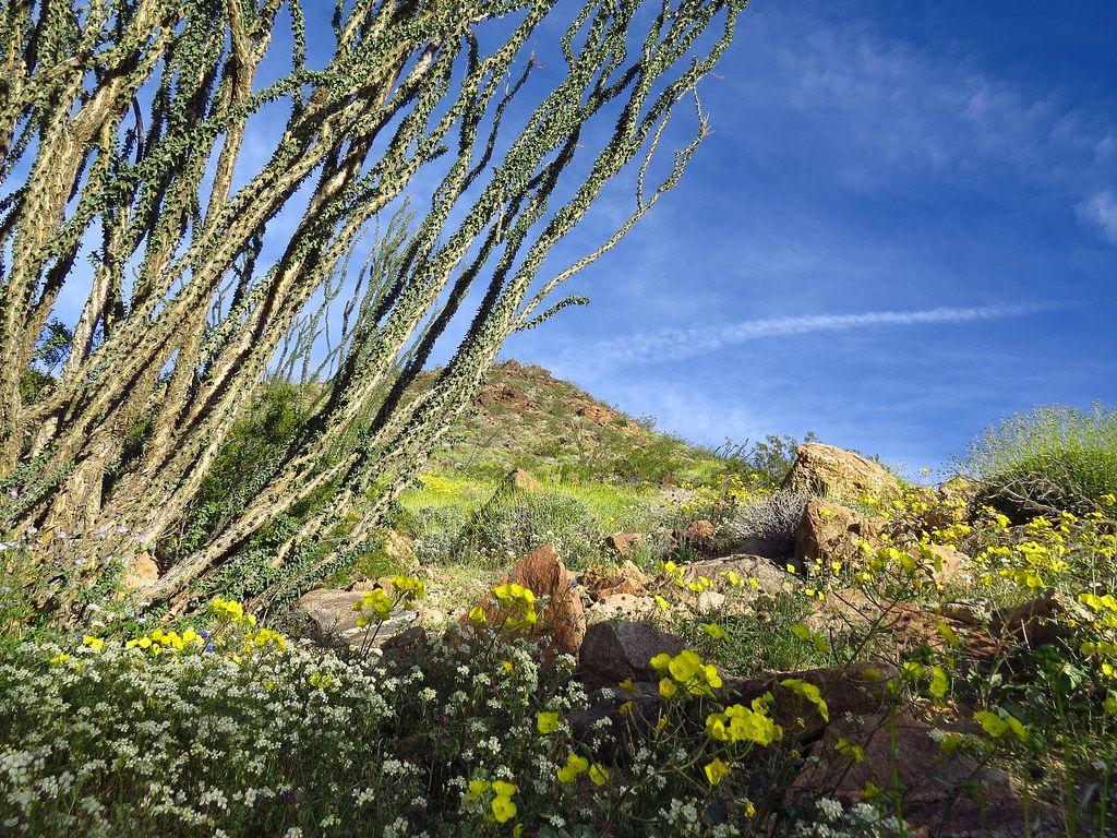 Desert Wildflowers Wallpapers - Top Free Desert Wildflowers Backgrounds ...