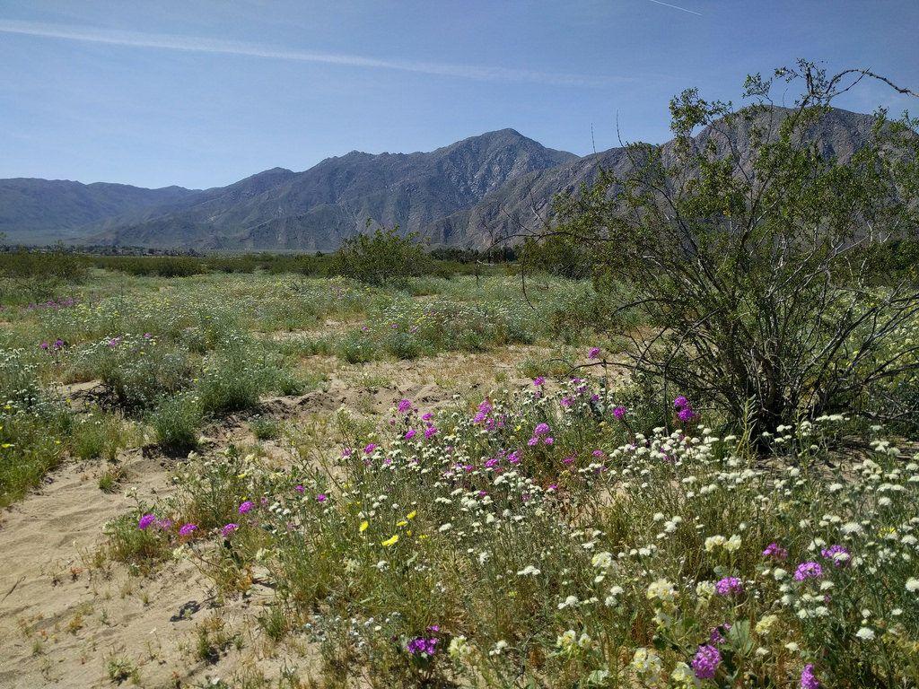 Desert Wildflowers Wallpapers - Top Free Desert Wildflowers Backgrounds ...