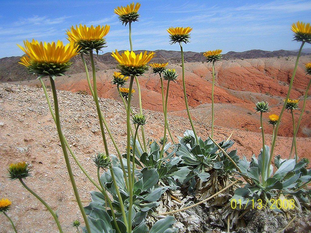 Desert Wildflowers Wallpapers - Top Free Desert Wildflowers Backgrounds ...