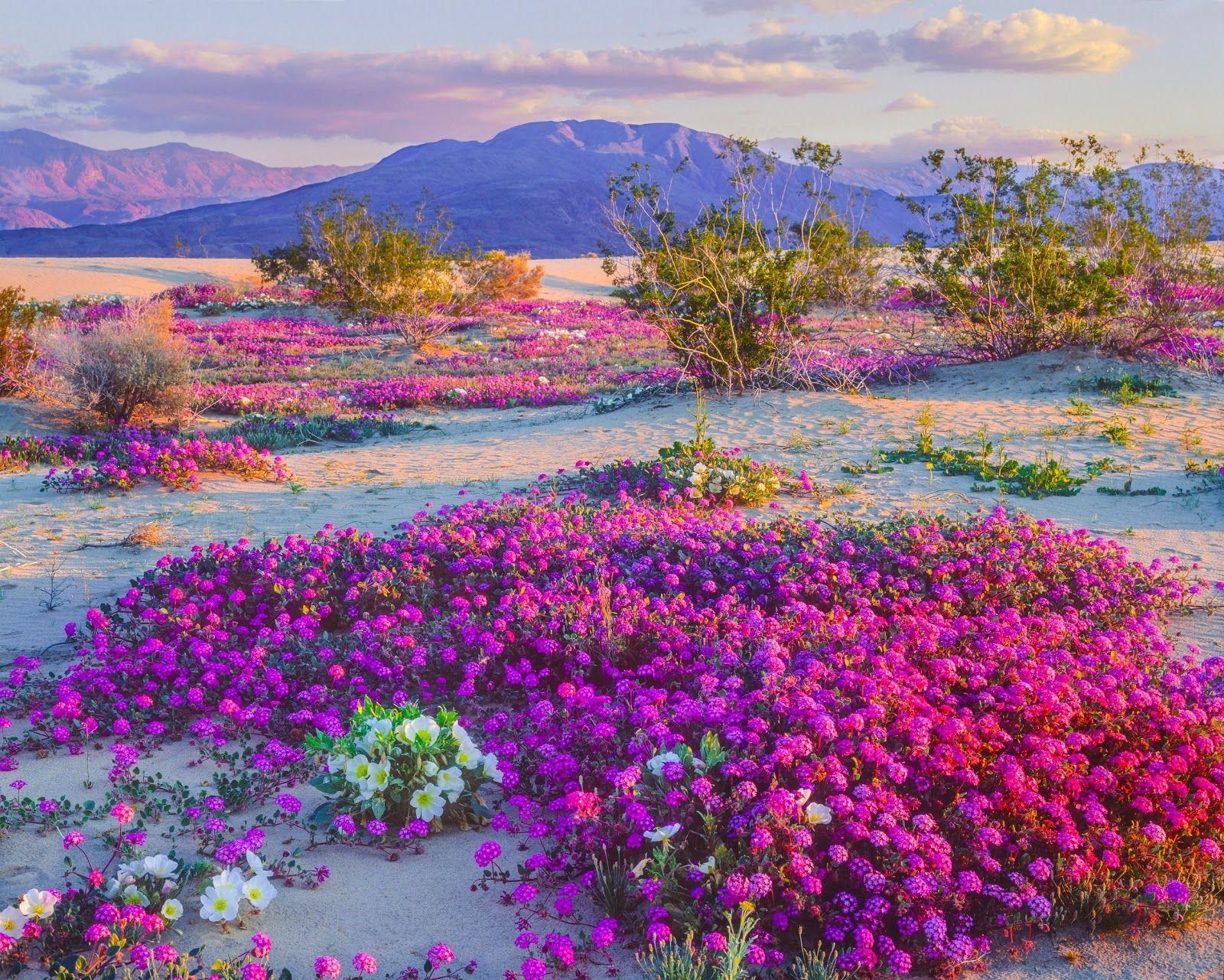 Desert Wildflowers Wallpapers - Top Free Desert Wildflowers Backgrounds ...
