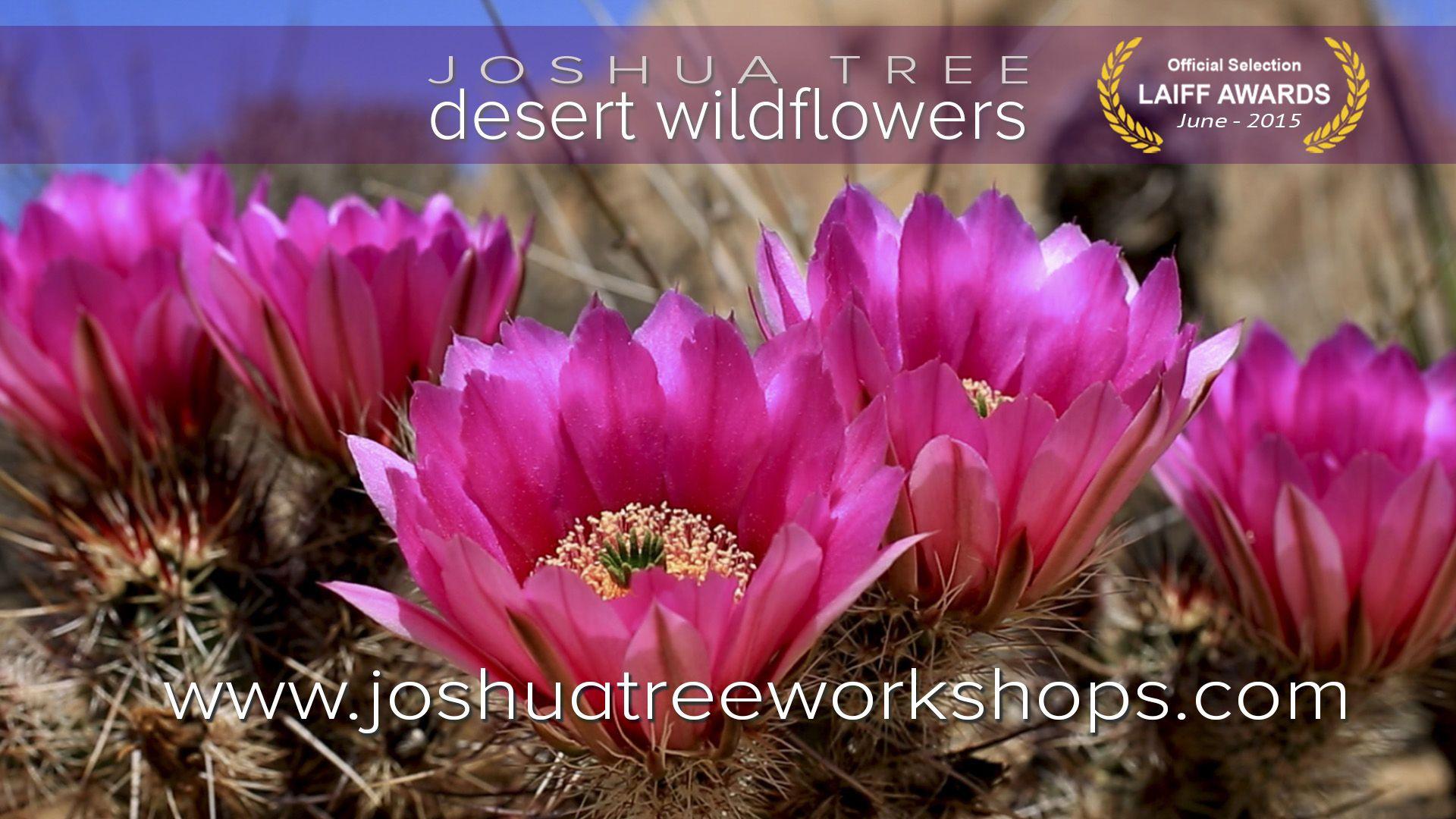 Desert Wildflowers Wallpapers - Top Free Desert Wildflowers Backgrounds ...