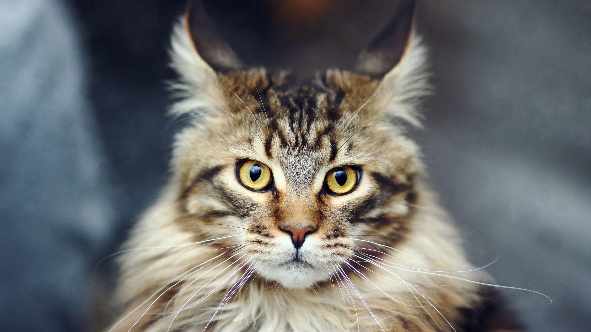 Cat Face Laptop Wallpapers - Top Free Cat Face Laptop Backgrounds ...