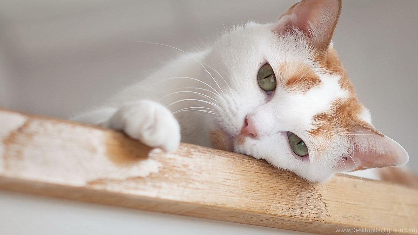 Cat Face Laptop Wallpapers - Top Free Cat Face Laptop Backgrounds ...