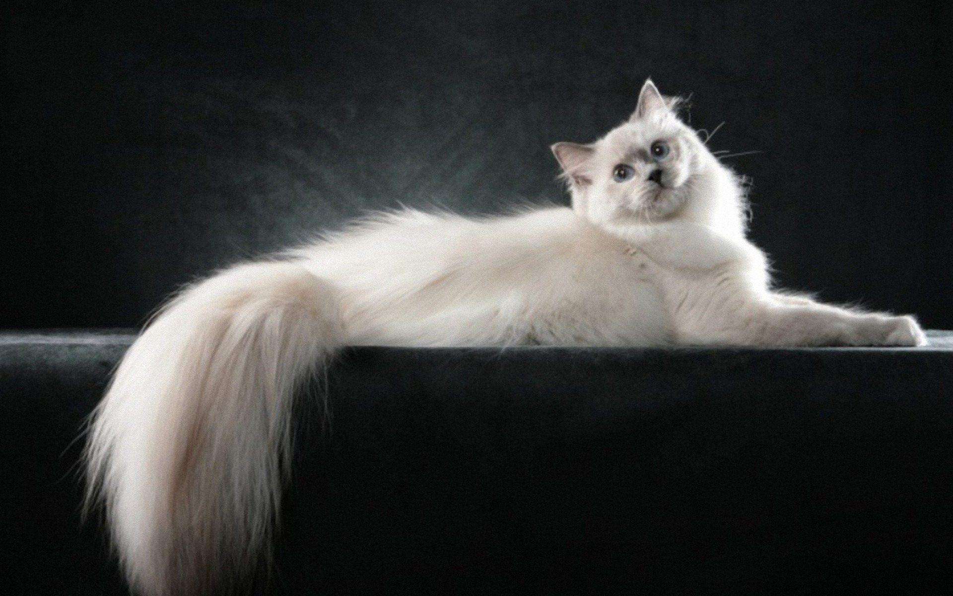 Ragdoll Cat Wallpapers Top Free Ragdoll Cat Backgrounds Wallpaperaccess