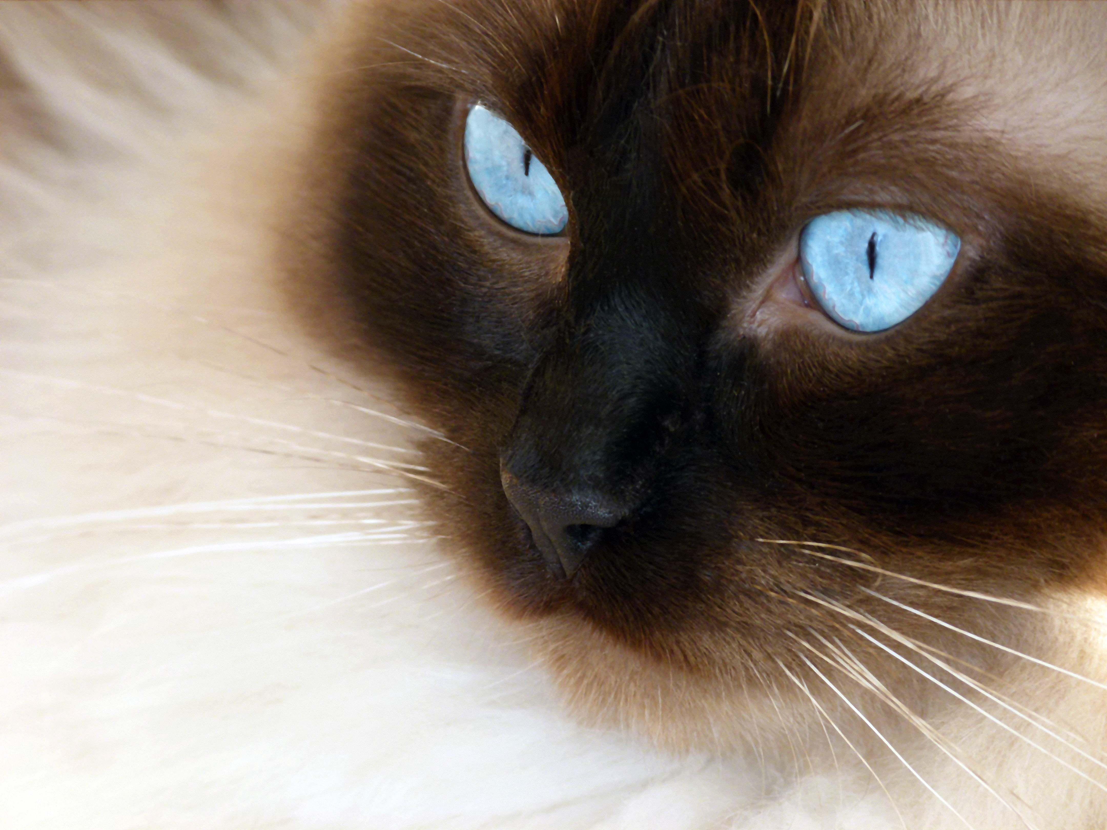 Ragdoll Cat Wallpapers - Top Free Ragdoll Cat Backgrounds - WallpaperAccess