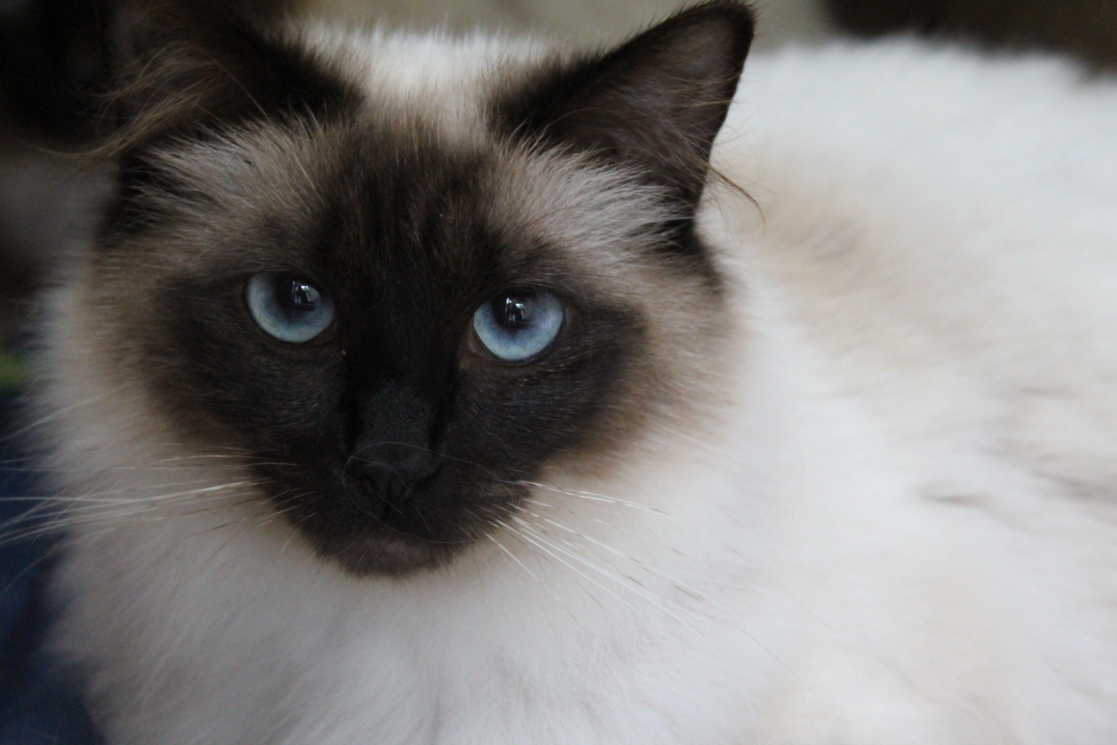 Ragdoll Cat Wallpapers - Top Free Ragdoll Cat Backgrounds - WallpaperAccess