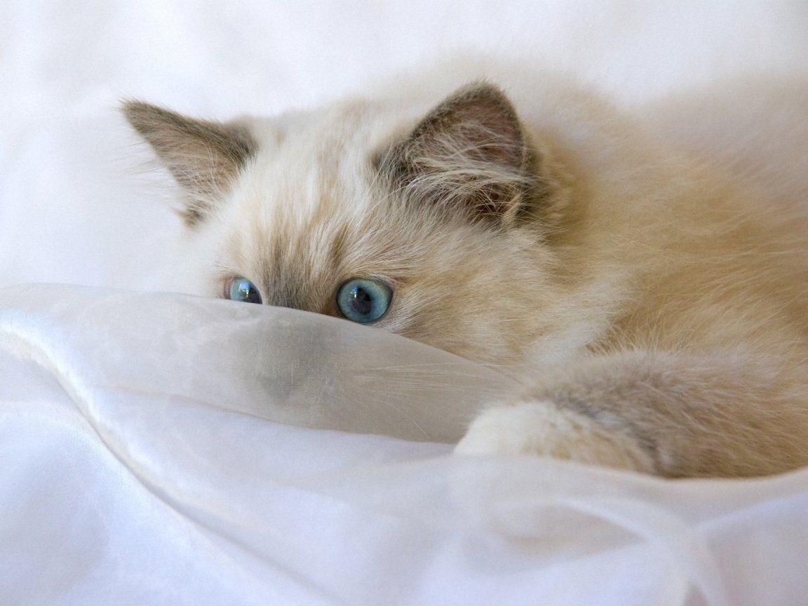 Ragdoll Cat Wallpapers - Top Free Ragdoll Cat Backgrounds - WallpaperAccess