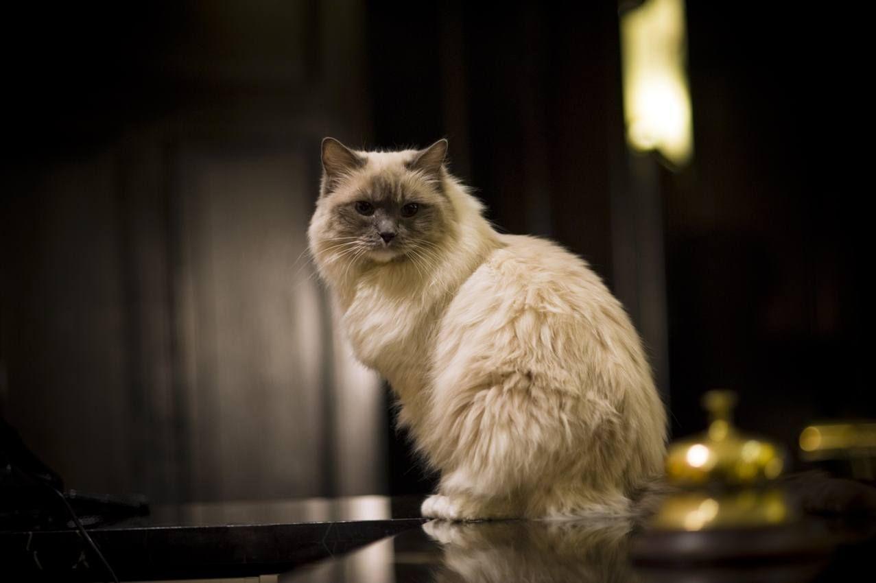 Ragdoll Cat Wallpapers - Top Free Ragdoll Cat Backgrounds - WallpaperAccess