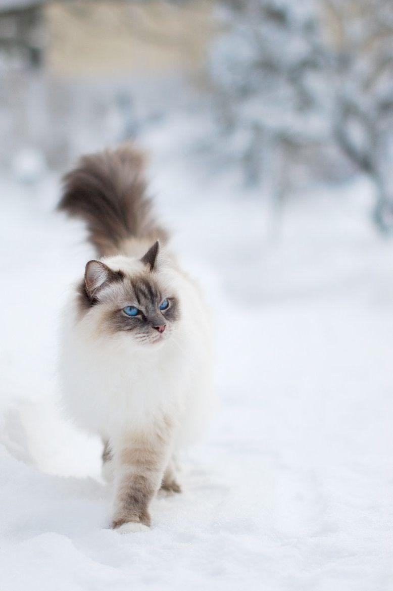 Ragdoll Cat Wallpapers - Top Free Ragdoll Cat Backgrounds - WallpaperAccess