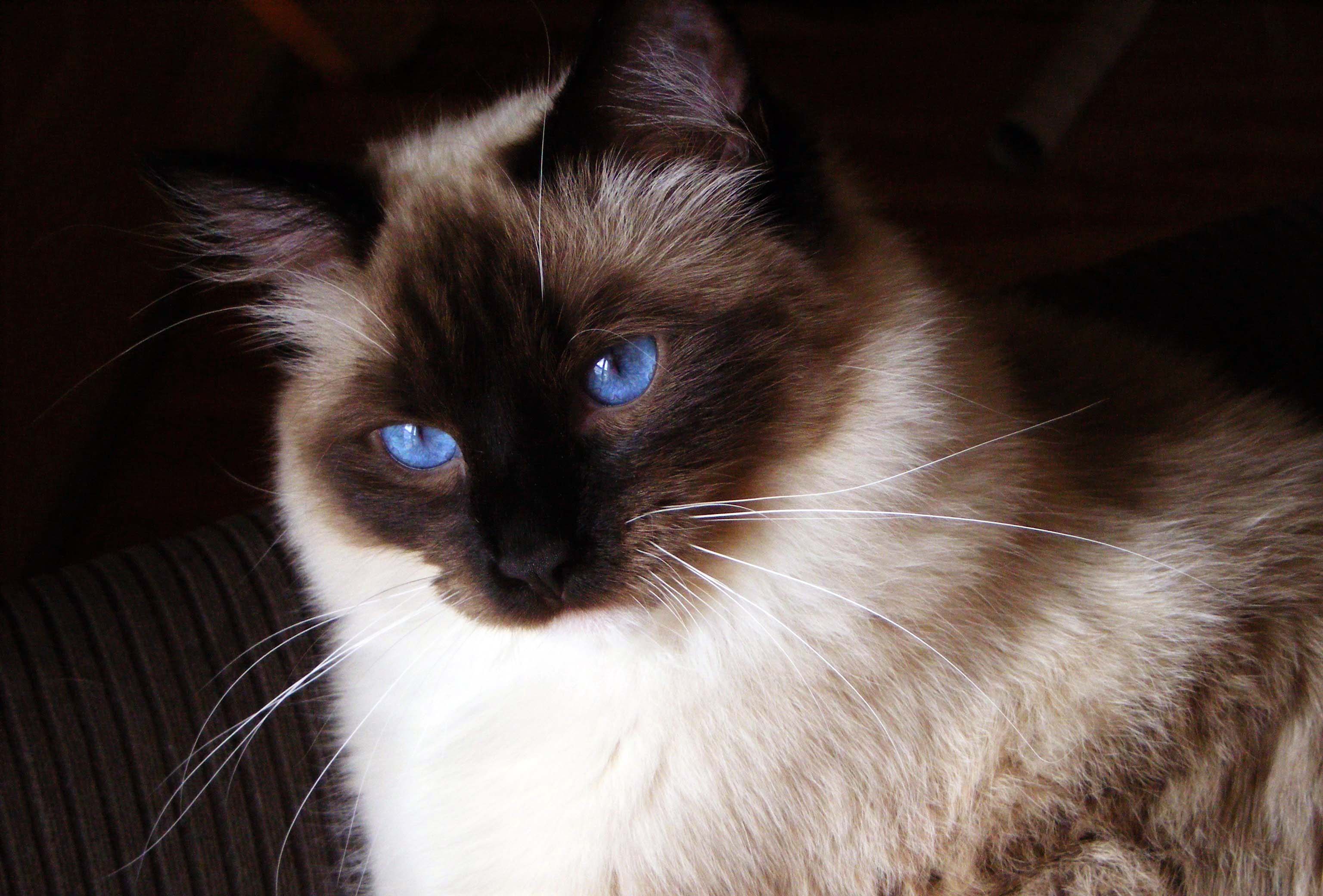 Ragdoll Cat Wallpapers - Top Free Ragdoll Cat Backgrounds - WallpaperAccess