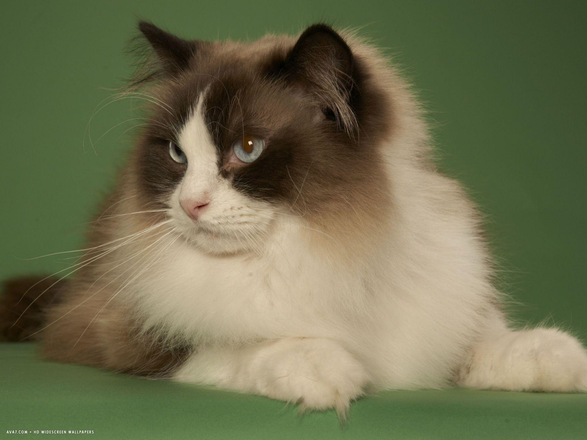 Ragdoll Cat Wallpapers Top Free Ragdoll Cat Backgrounds Wallpaperaccess