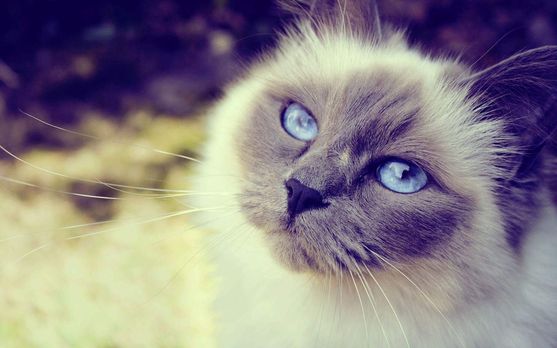 Ragdoll Cat Wallpapers - Top Free Ragdoll Cat Backgrounds - WallpaperAccess