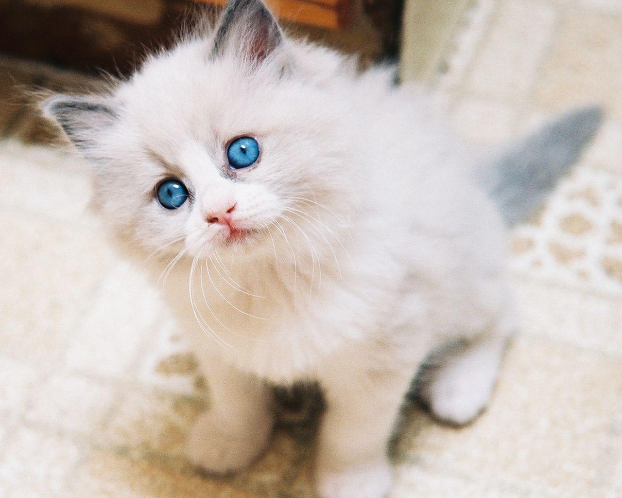 Ragdoll Cat Wallpapers - Top Free Ragdoll Cat Backgrounds - WallpaperAccess