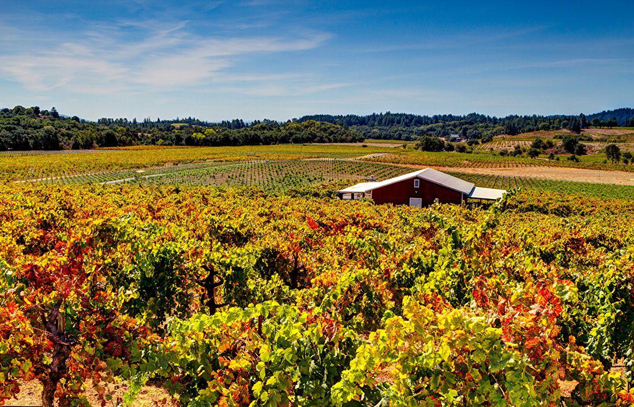 California Vineyard Wallpapers - Top Free California Vineyard ...