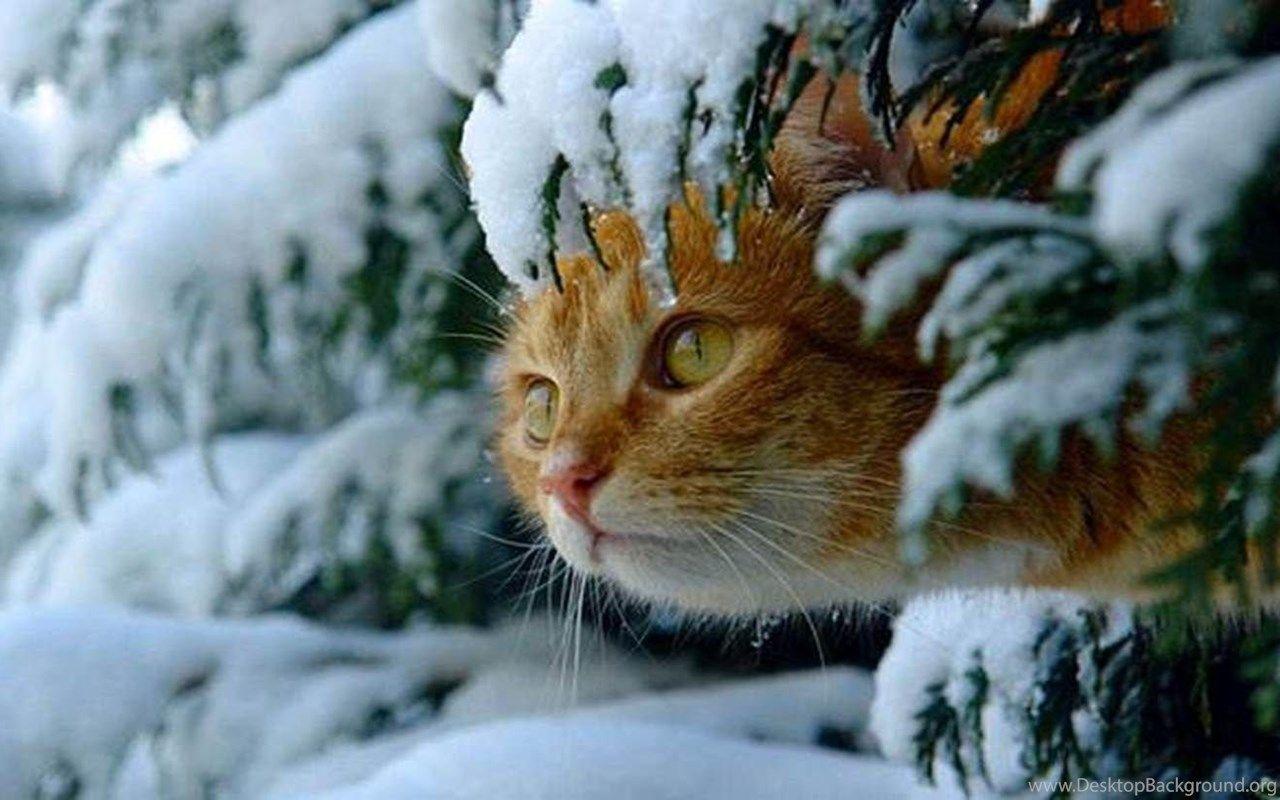 Cute Winter Cat Wallpapers - Top Free Cute Winter Cat Backgrounds ...
