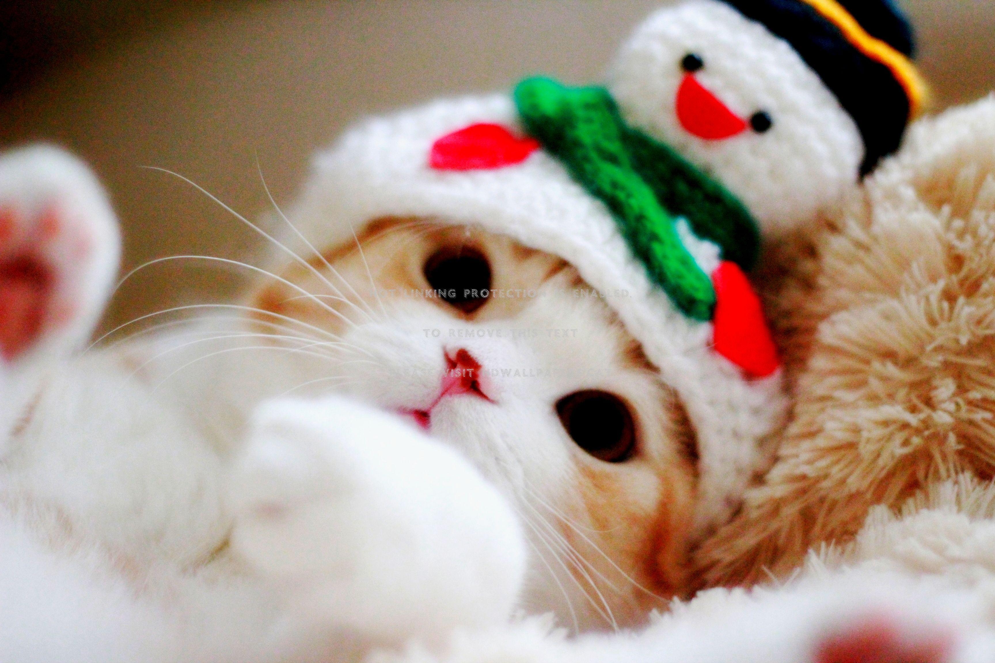 Cute Winter Cat Wallpapers - Top Free Cute Winter Cat Backgrounds ...