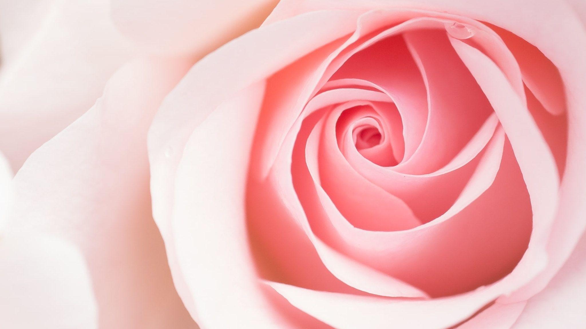 Pastel Rose Flower Wallpapers - Top Free Pastel Rose Flower Backgrounds ...