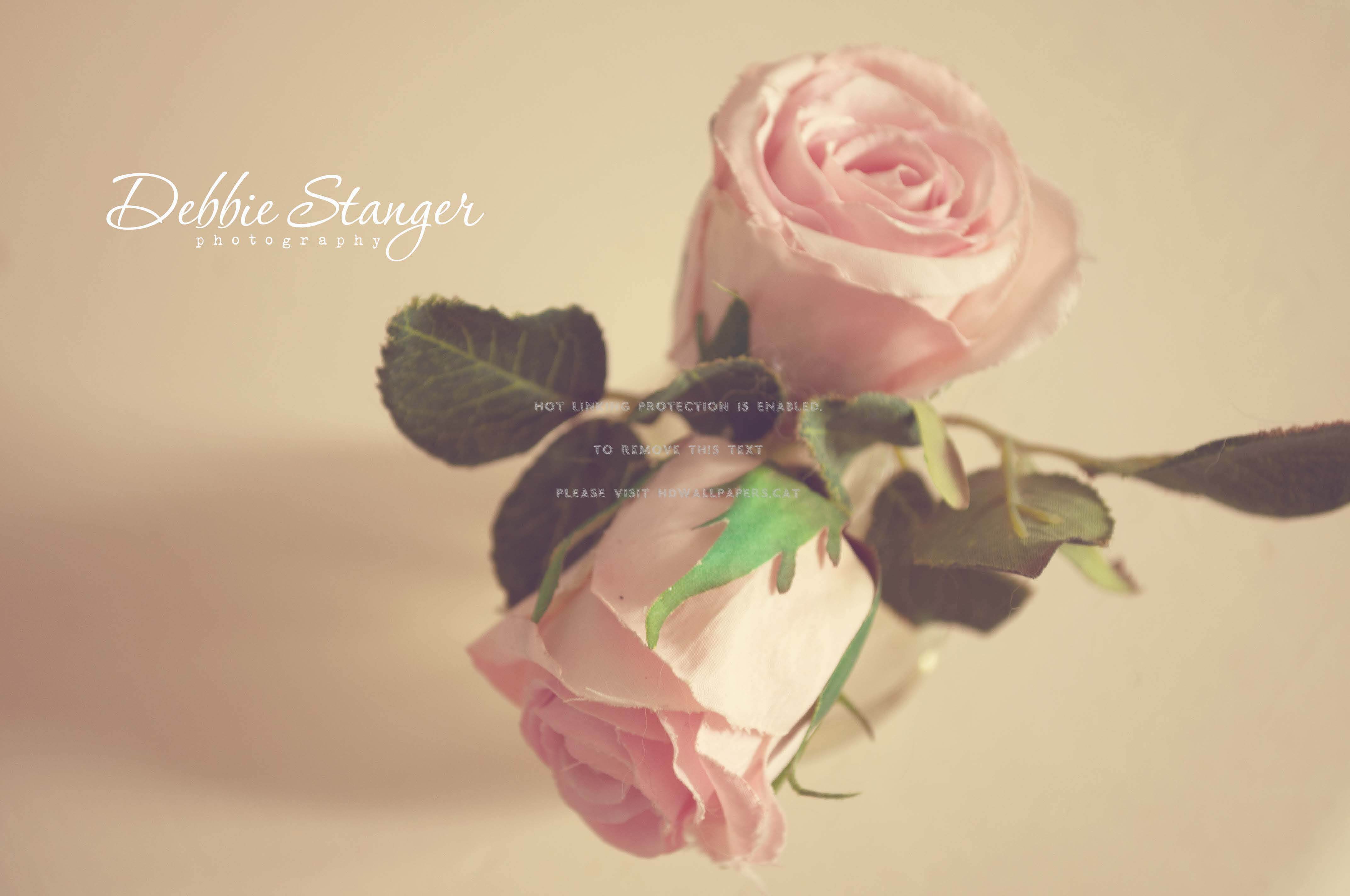 Pastel Rose Flower Wallpapers - Top Free Pastel Rose Flower Backgrounds ...