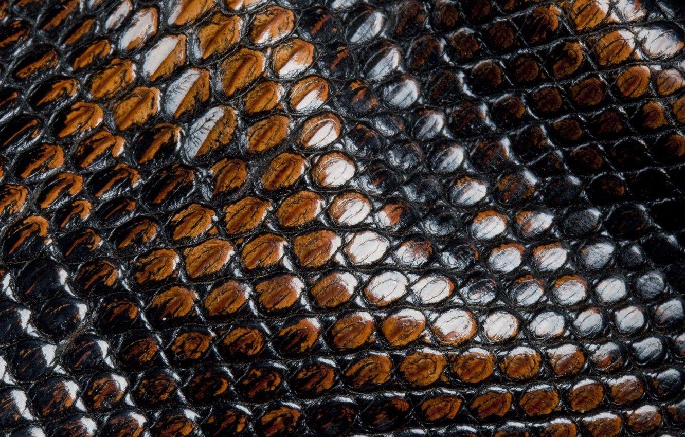 Snake Texture Wallpapers - Top Free Snake Texture Backgrounds ...