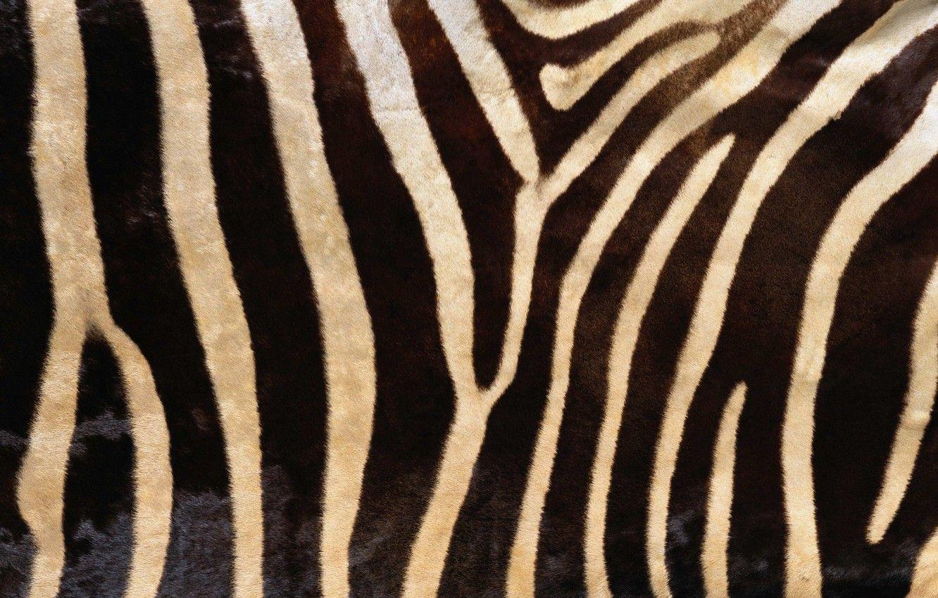 Animal Texture Wallpapers - Top Free Animal Texture Backgrounds ...