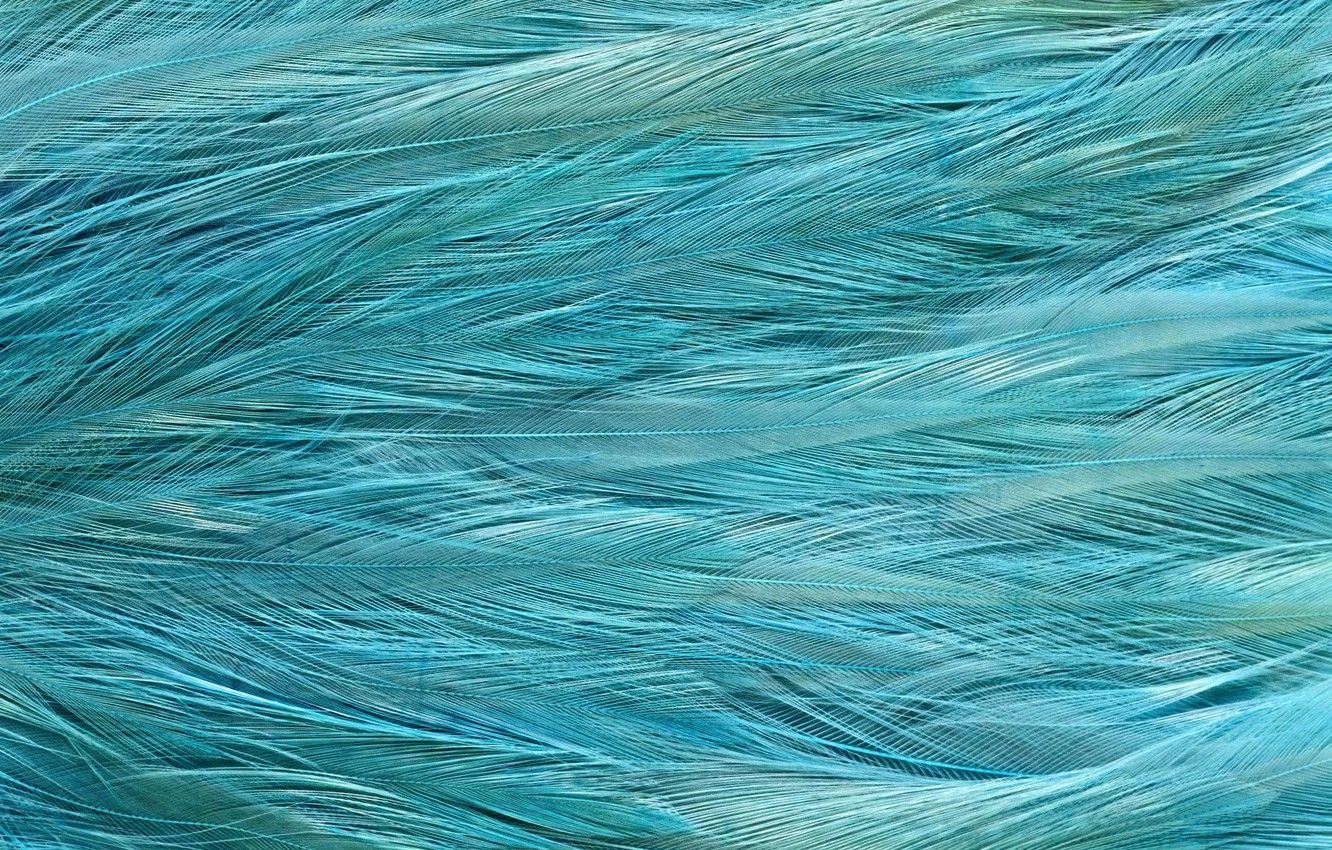 Animal Texture Wallpapers - Top Free Animal Texture Backgrounds ...