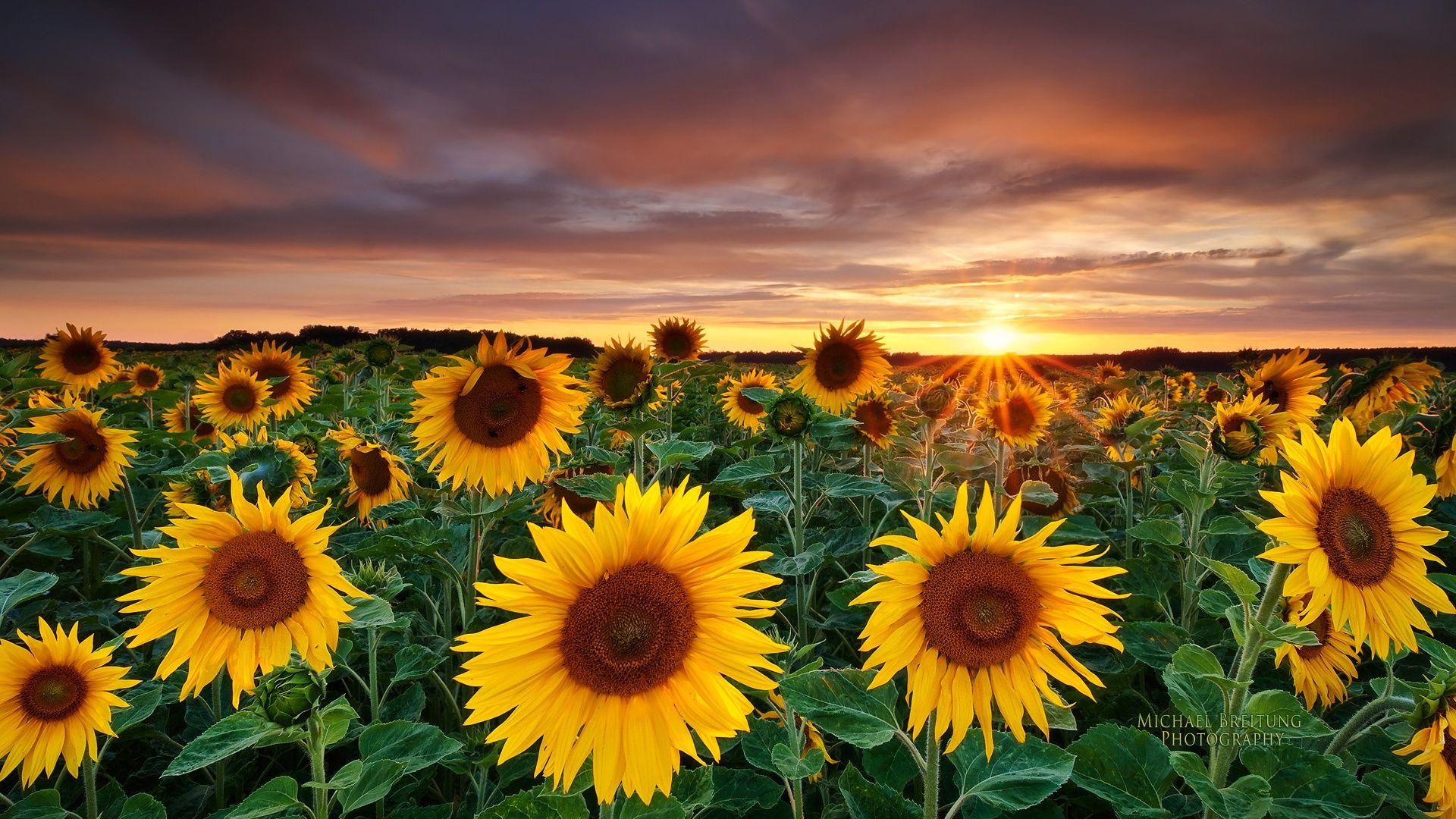 Autumn Sunflower Desktop Wallpapers - Top Free Autumn Sunflower Desktop ...