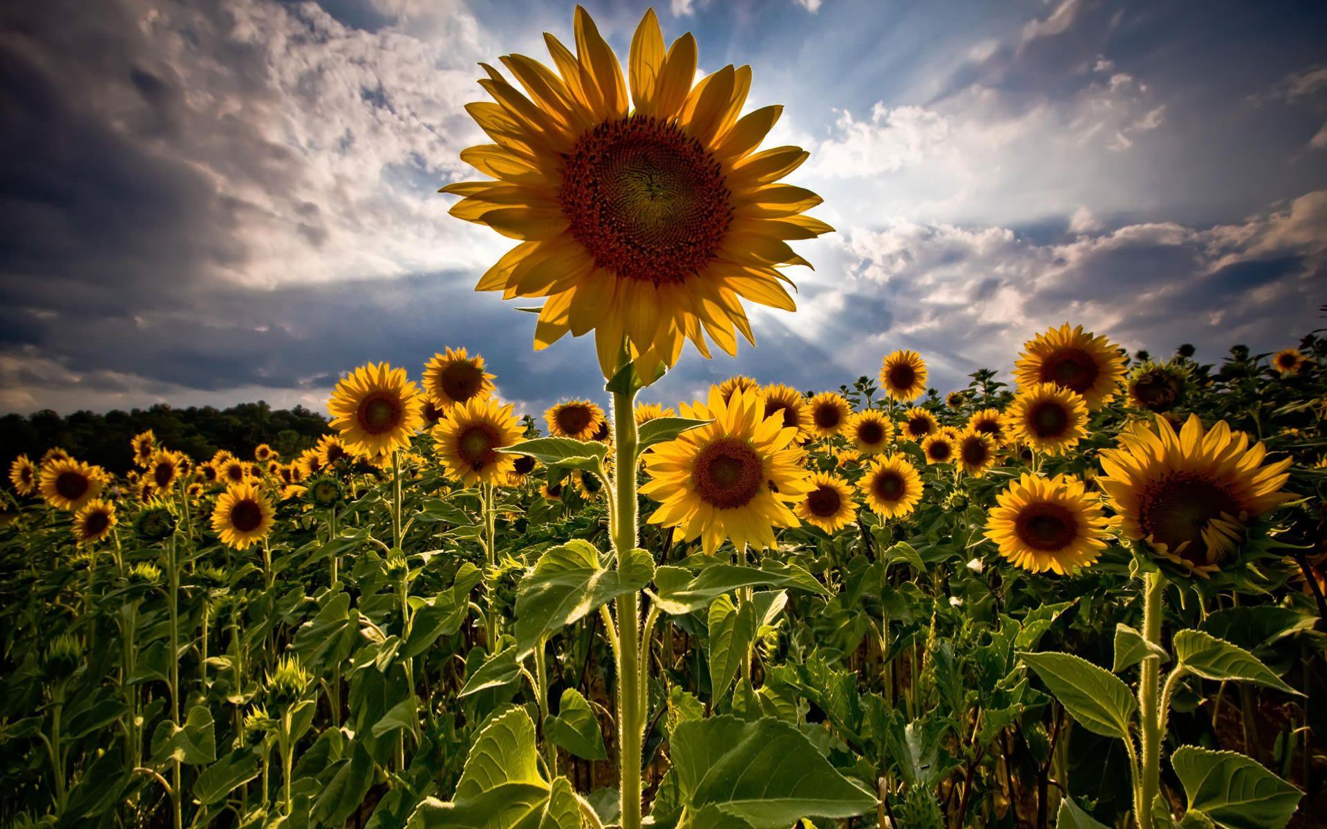 Autumn Sunflower Desktop Wallpapers - Top Free Autumn Sunflower Desktop ...