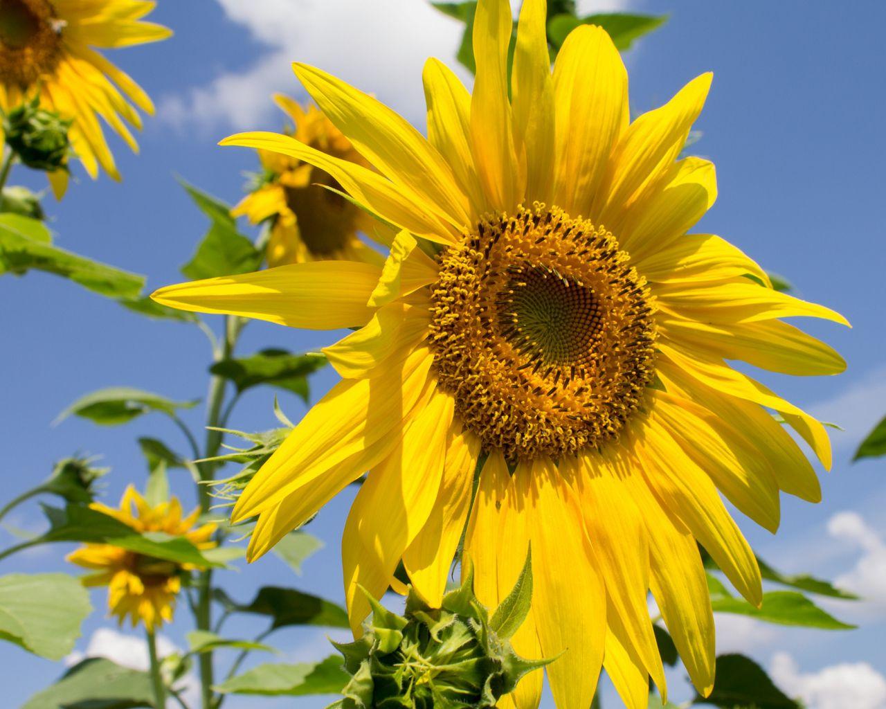 Autumn Sunflower Desktop Wallpapers - Top Free Autumn Sunflower Desktop ...