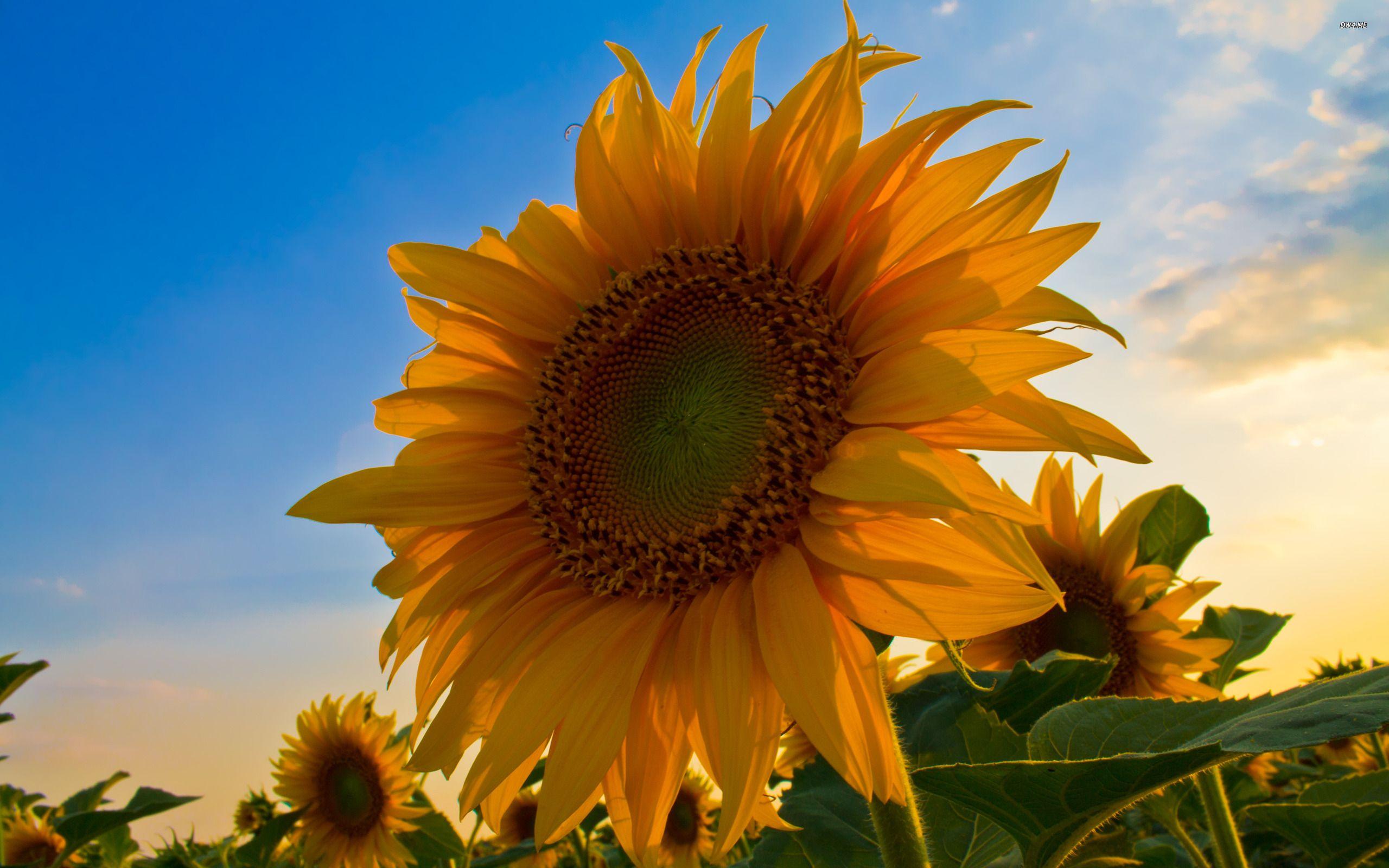 Autumn Sunflower Desktop Wallpapers - Top Free Autumn Sunflower Desktop ...