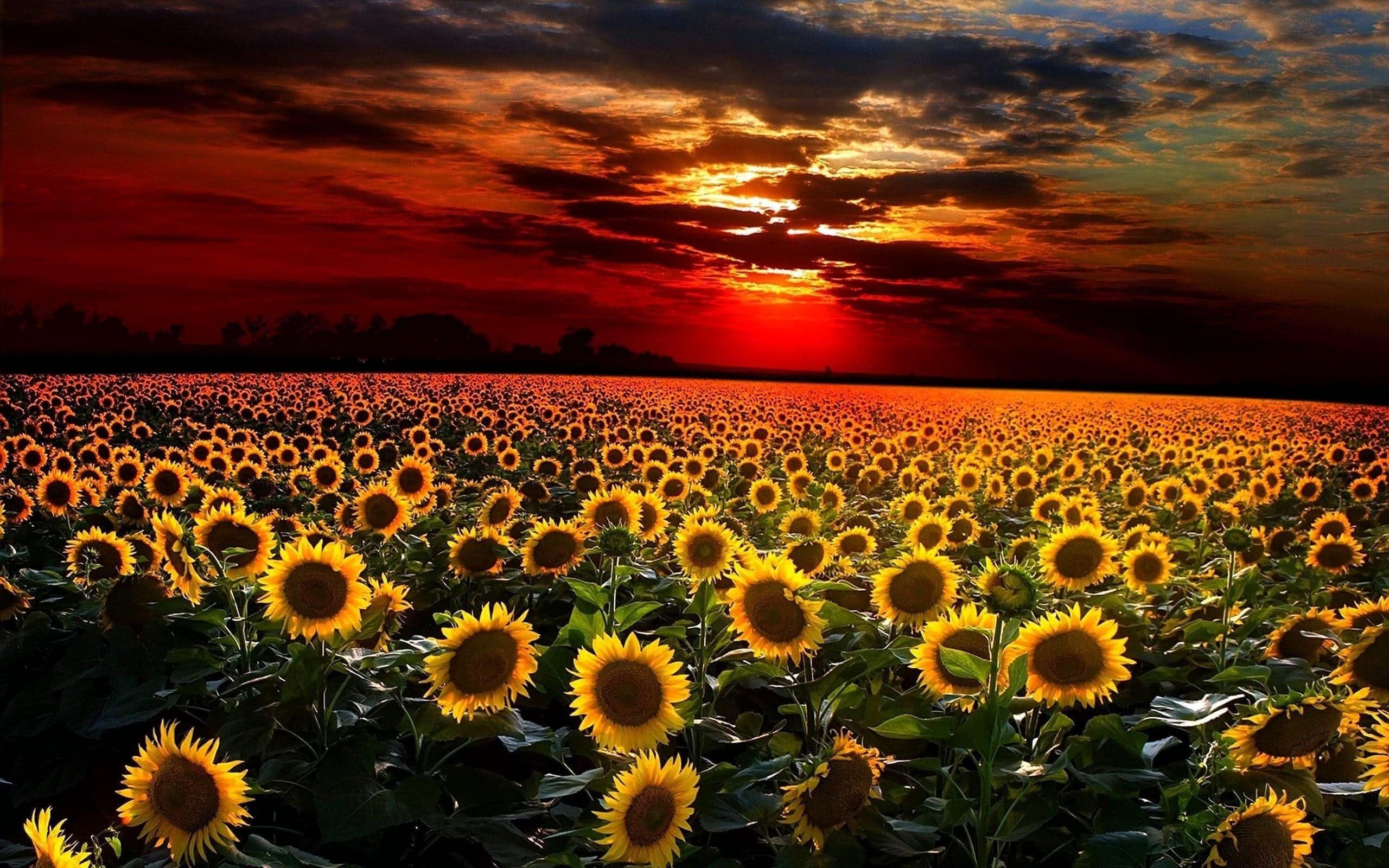Autumn Sunflower Desktop Wallpapers - Top Free Autumn Sunflower Desktop ...
