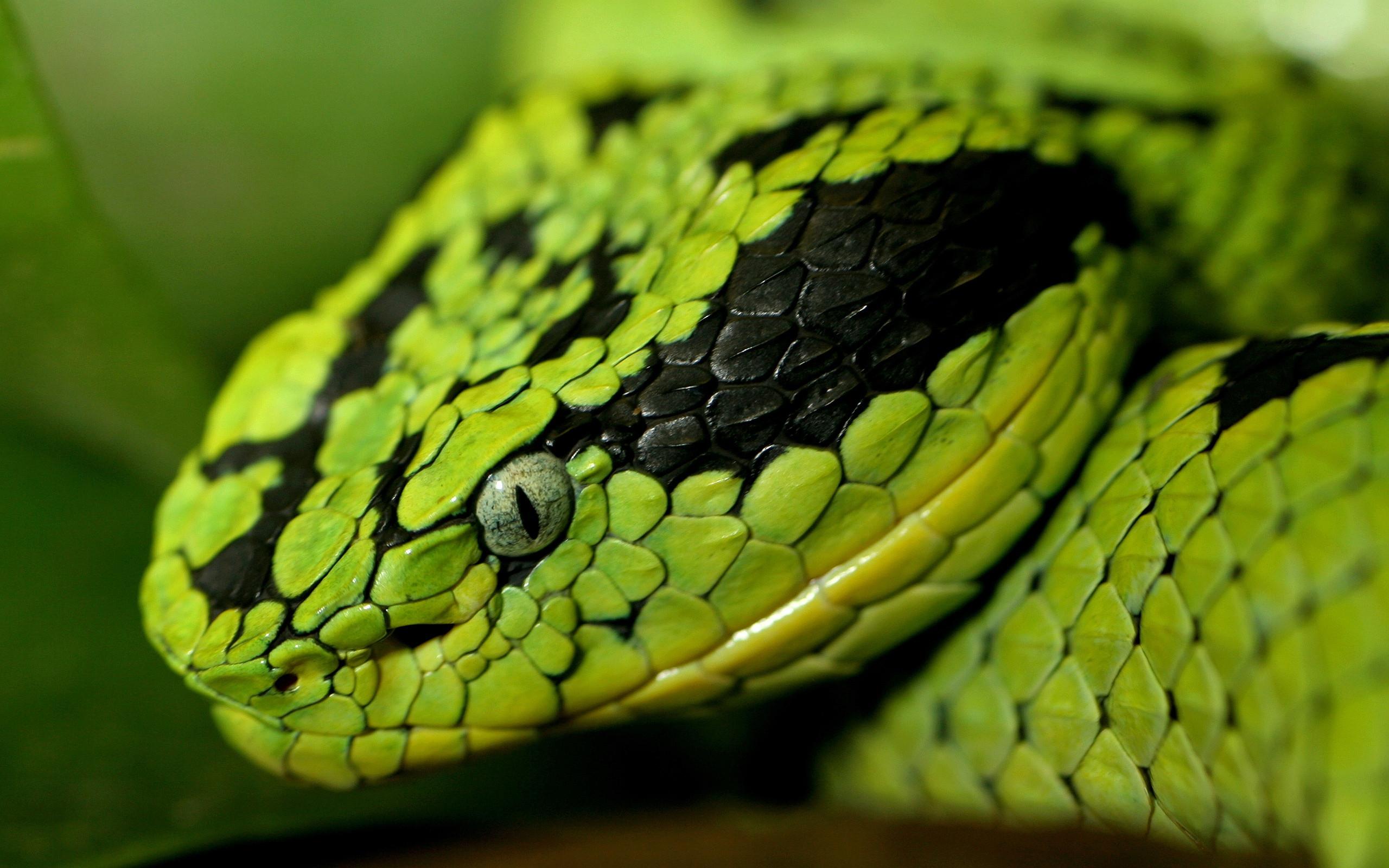 Green and Black Snake Wallpapers - Top Free Green and Black Snake ...