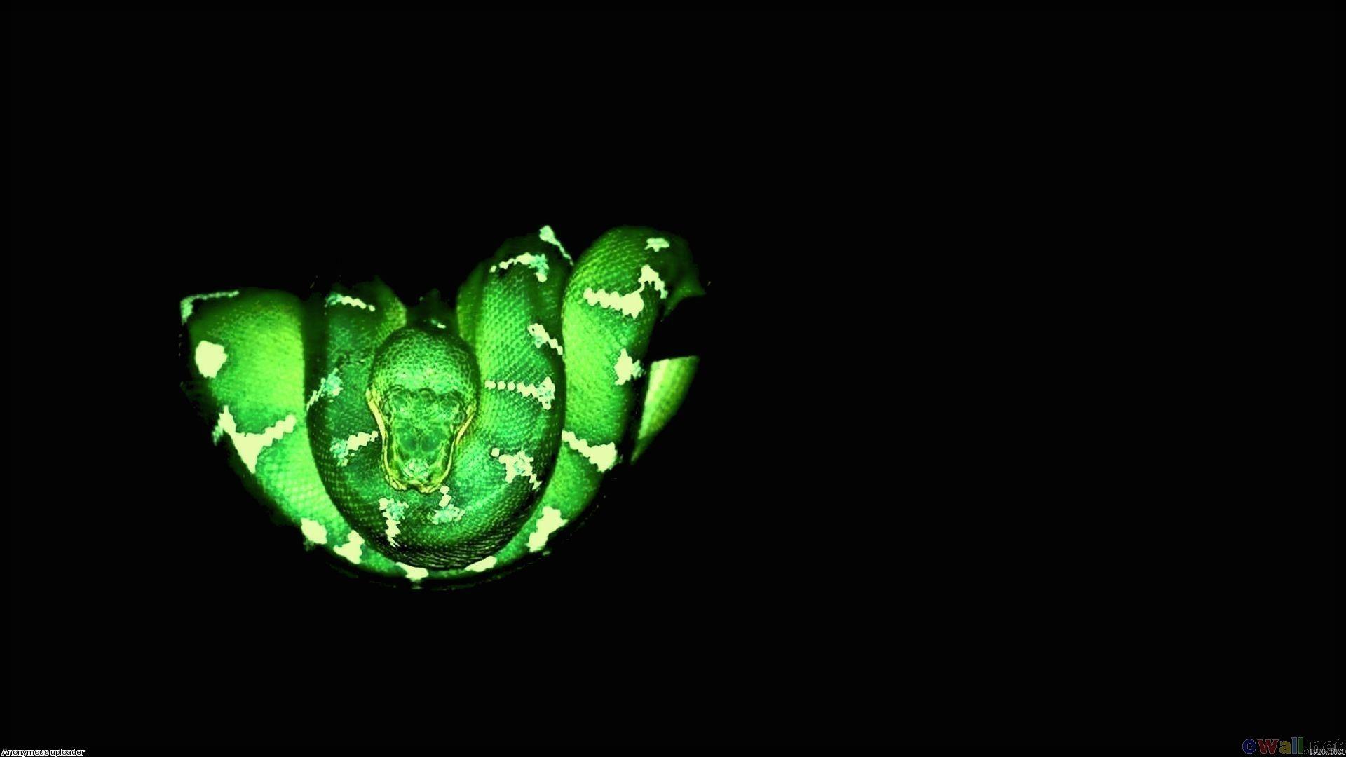 Green and Black Snake Wallpapers - Top Free Green and Black Snake ...