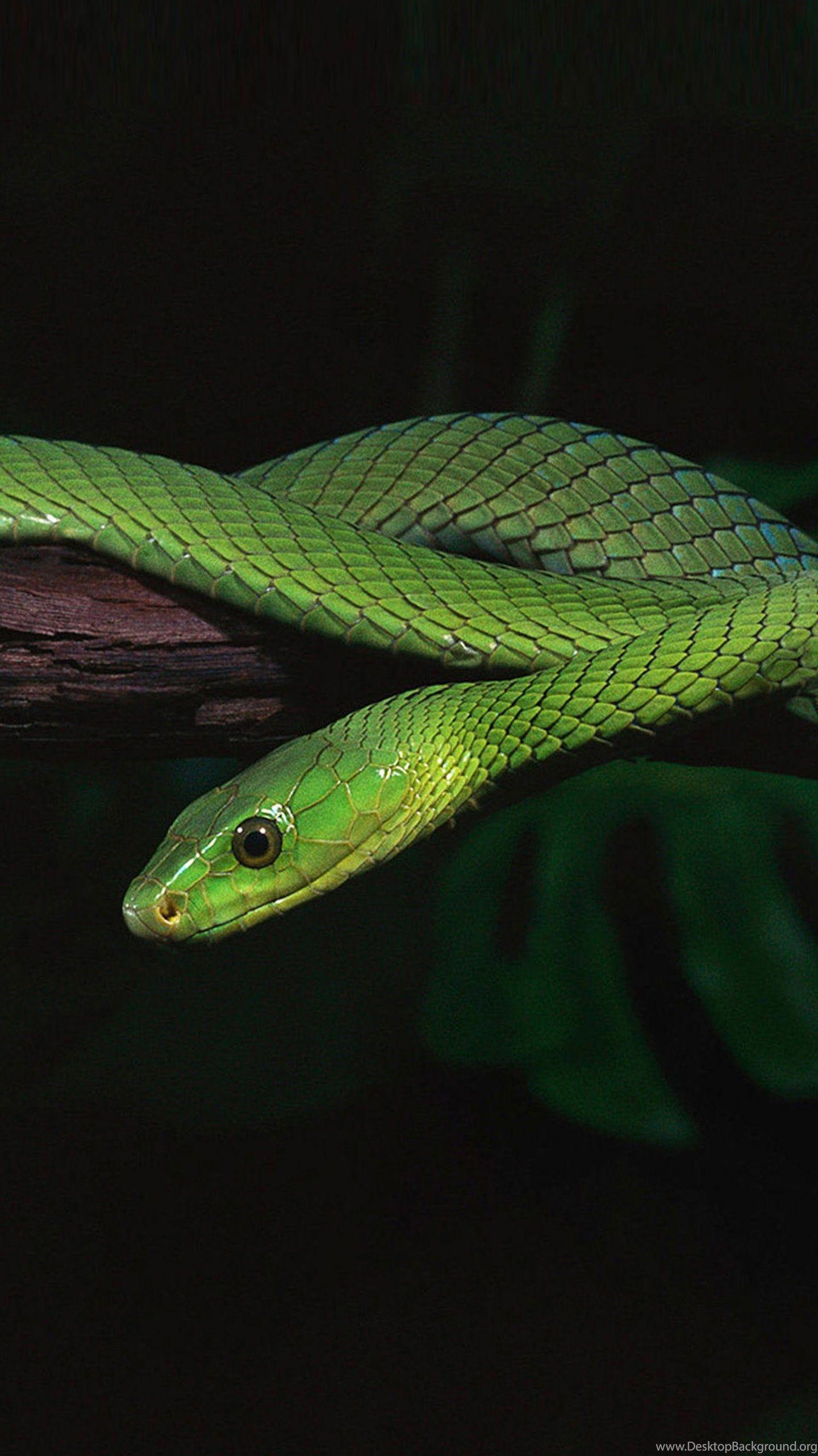 Green and Black Snake Wallpapers - Top Free Green and Black Snake ...