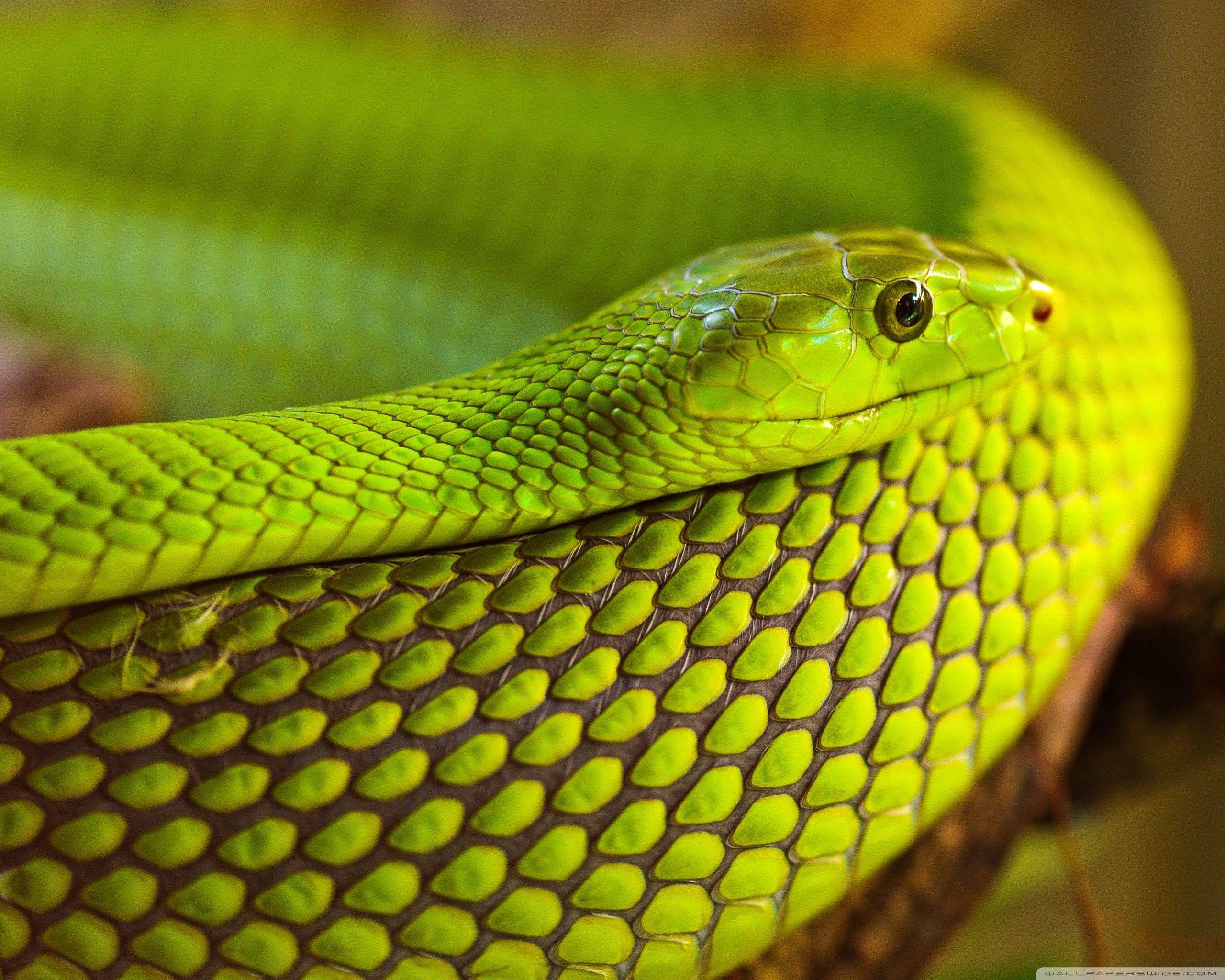 Green and Black Snake Wallpapers - Top Free Green and Black Snake ...
