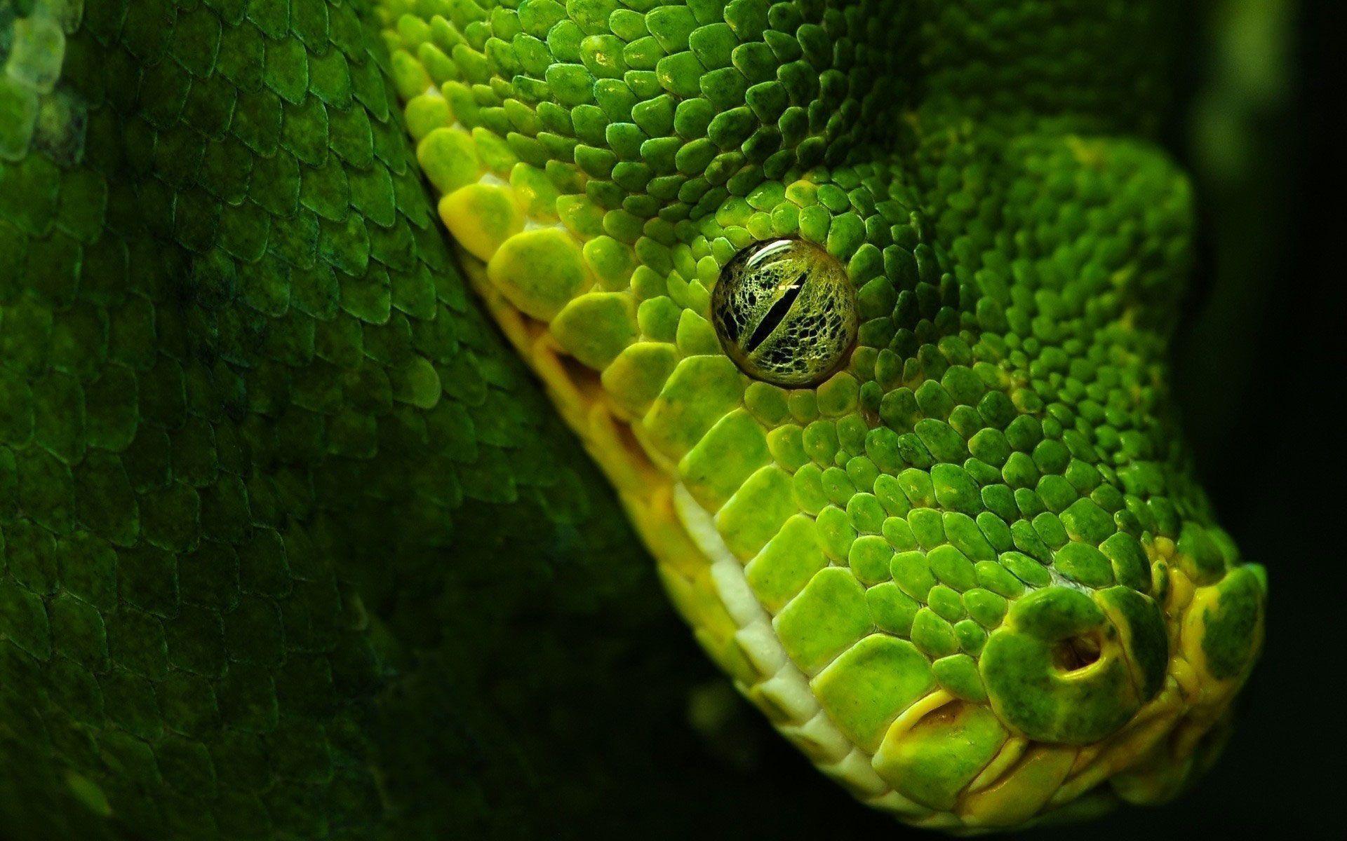 Green and Black Snake Wallpapers - Top Free Green and Black Snake ...