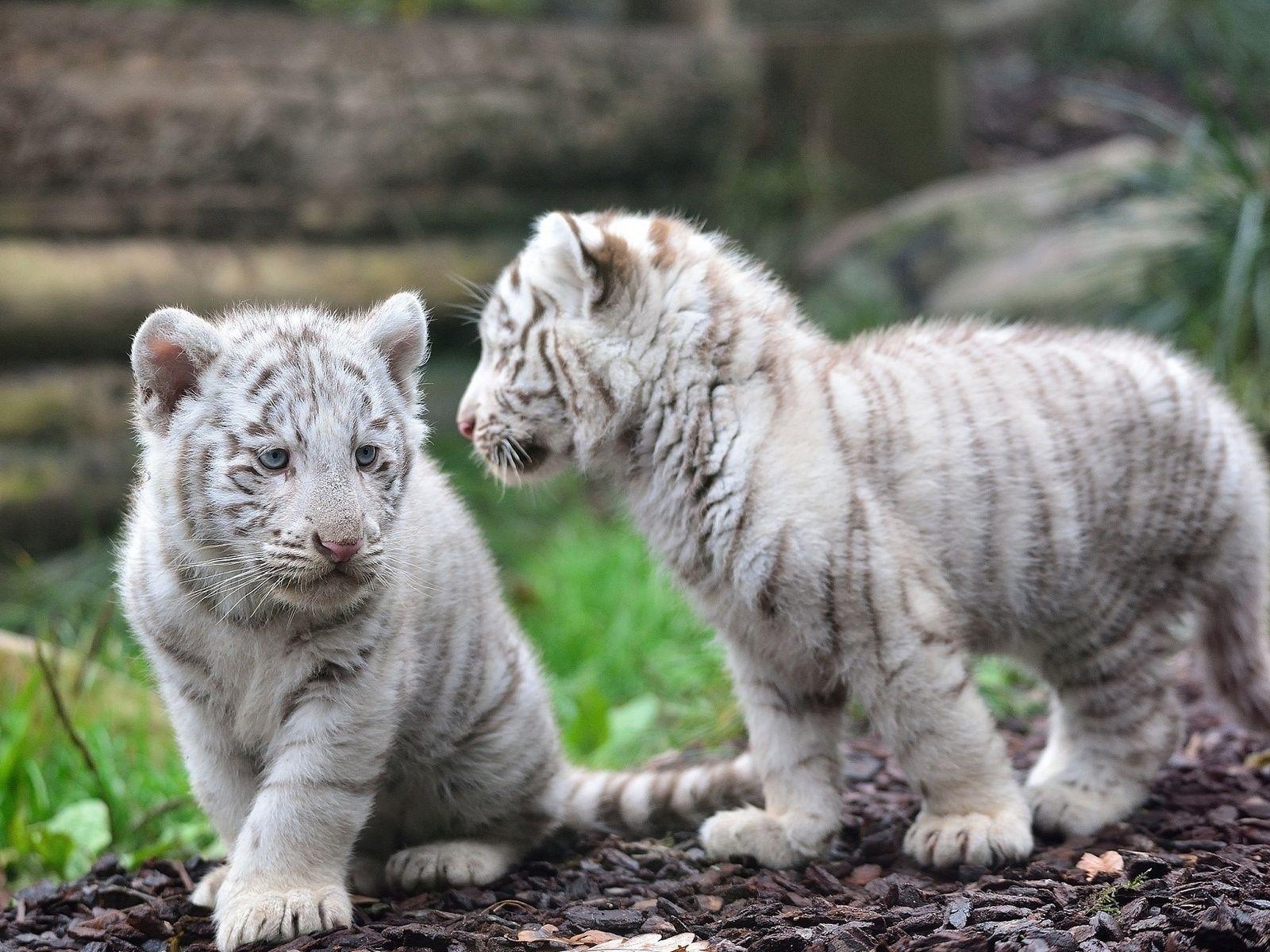 White Bengal Tiger Wallpapers - Top Free White Bengal Tiger Backgrounds ...