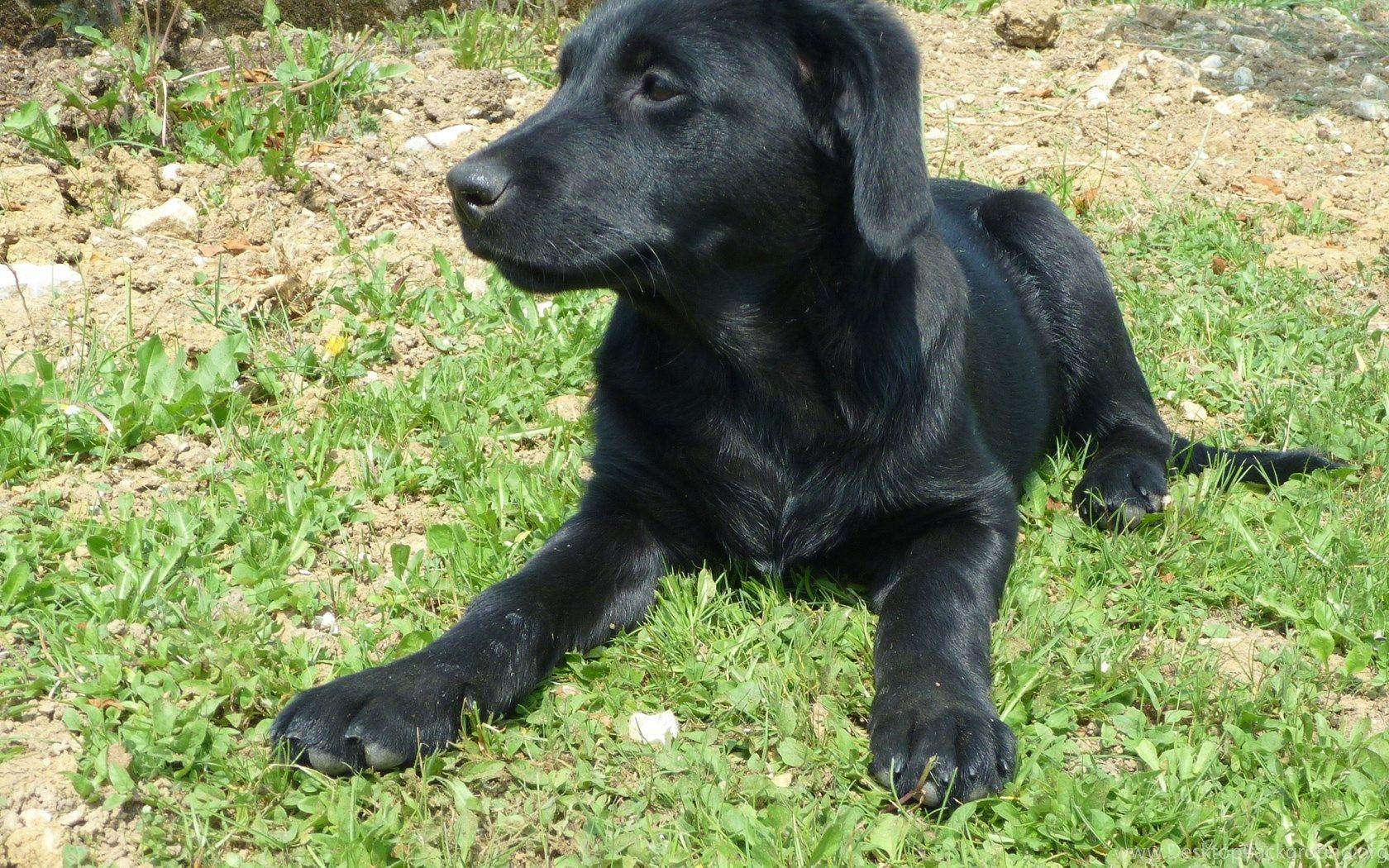 Cute Black Dog Wallpapers - Top Free Cute Black Dog Backgrounds ...