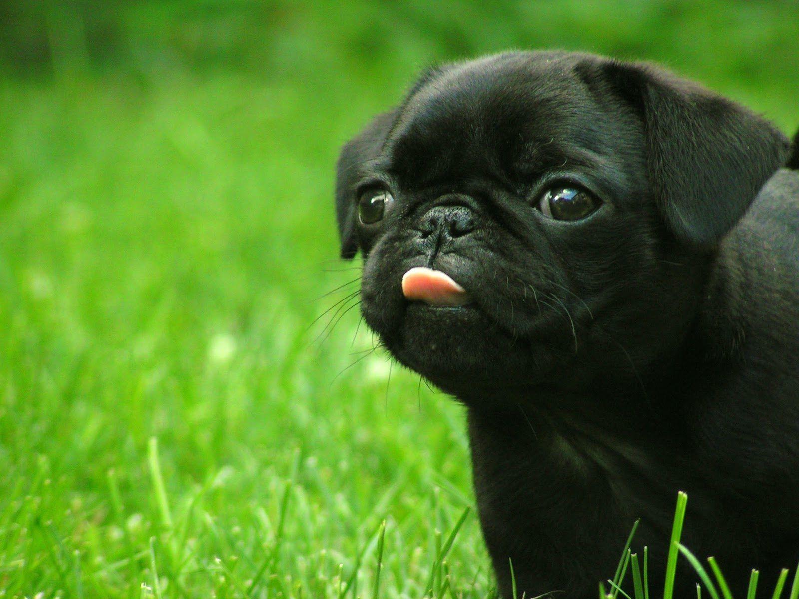 Cute Black Dog Wallpapers - Top Free Cute Black Dog Backgrounds ...