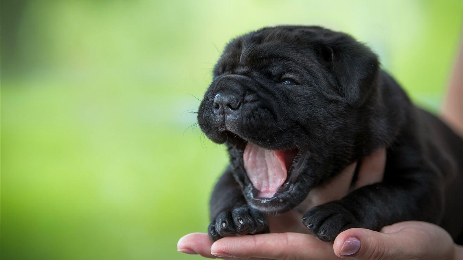 Cute Black Dog Wallpapers - Top Free Cute Black Dog Backgrounds ...