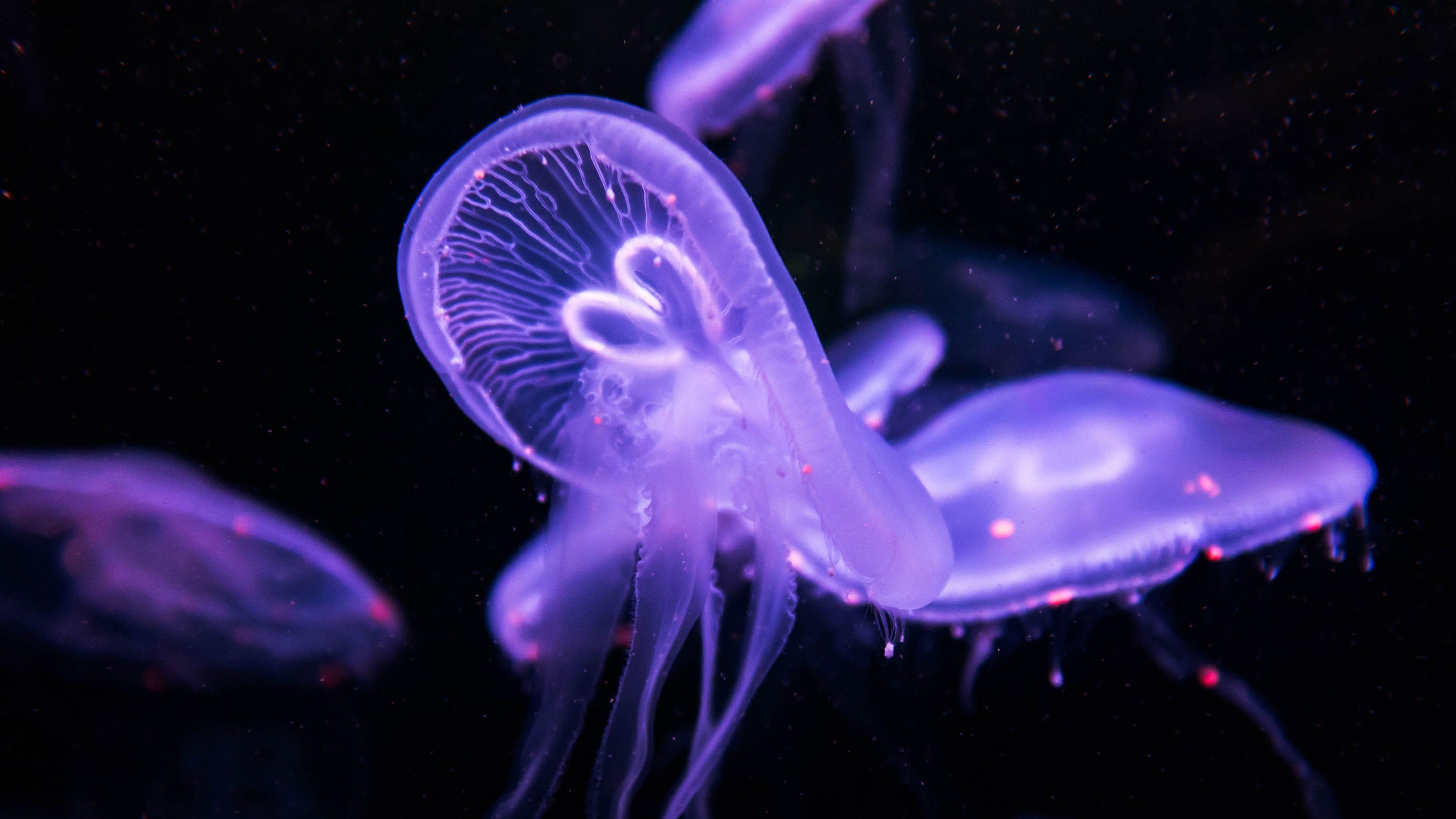 4K Jellyfish Wallpapers - Top Free 4K Jellyfish Backgrounds ...