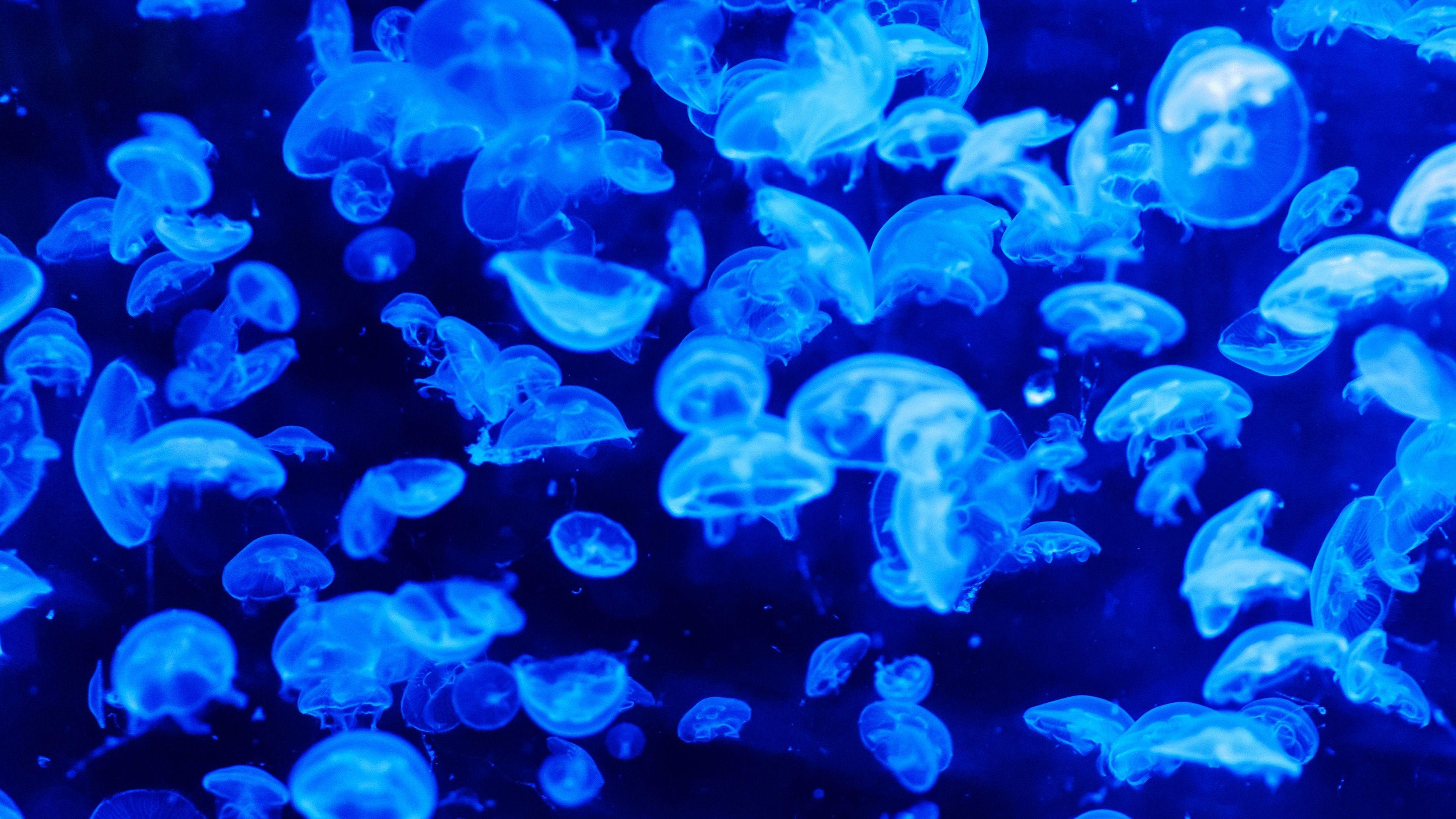 4K Jellyfish Wallpapers - Top Free 4K Jellyfish Backgrounds ...