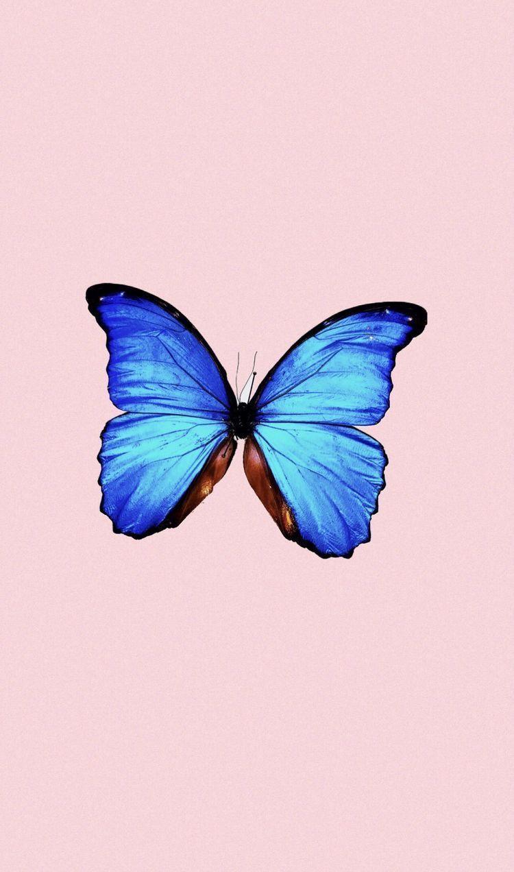 Psychedelic Butterfly Wallpapers - Top Free Psychedelic Butterfly ...