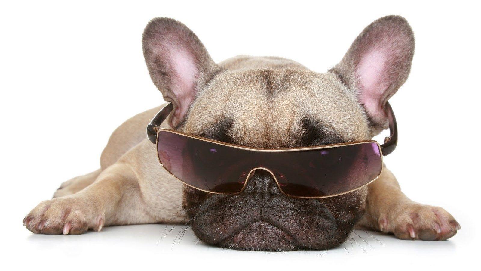 Cute Dog Funny Wallpapers - Top Free Cute Dog Funny Backgrounds ...