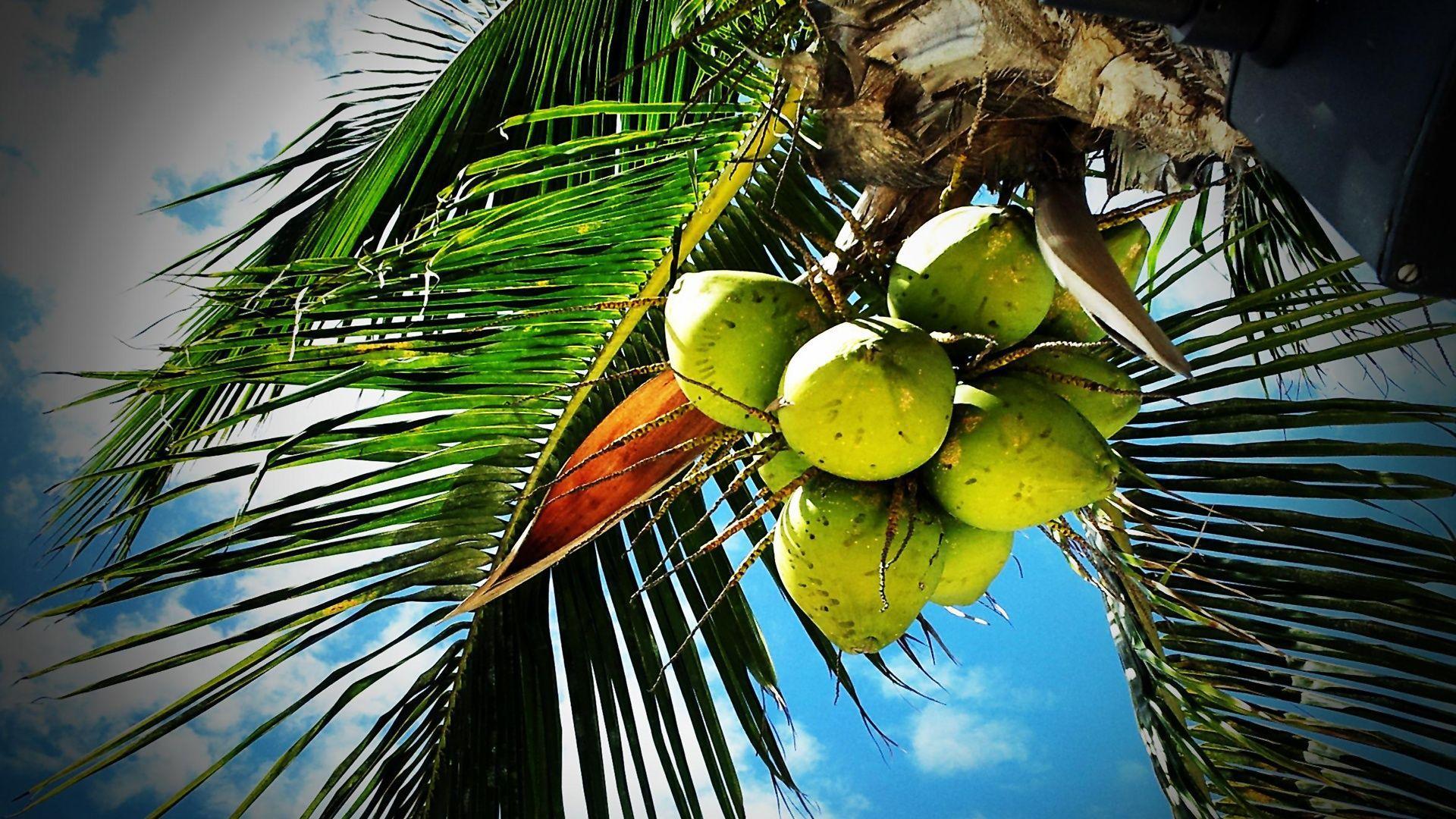 Green Coconut Wallpapers - Top Free Green Coconut Backgrounds ...
