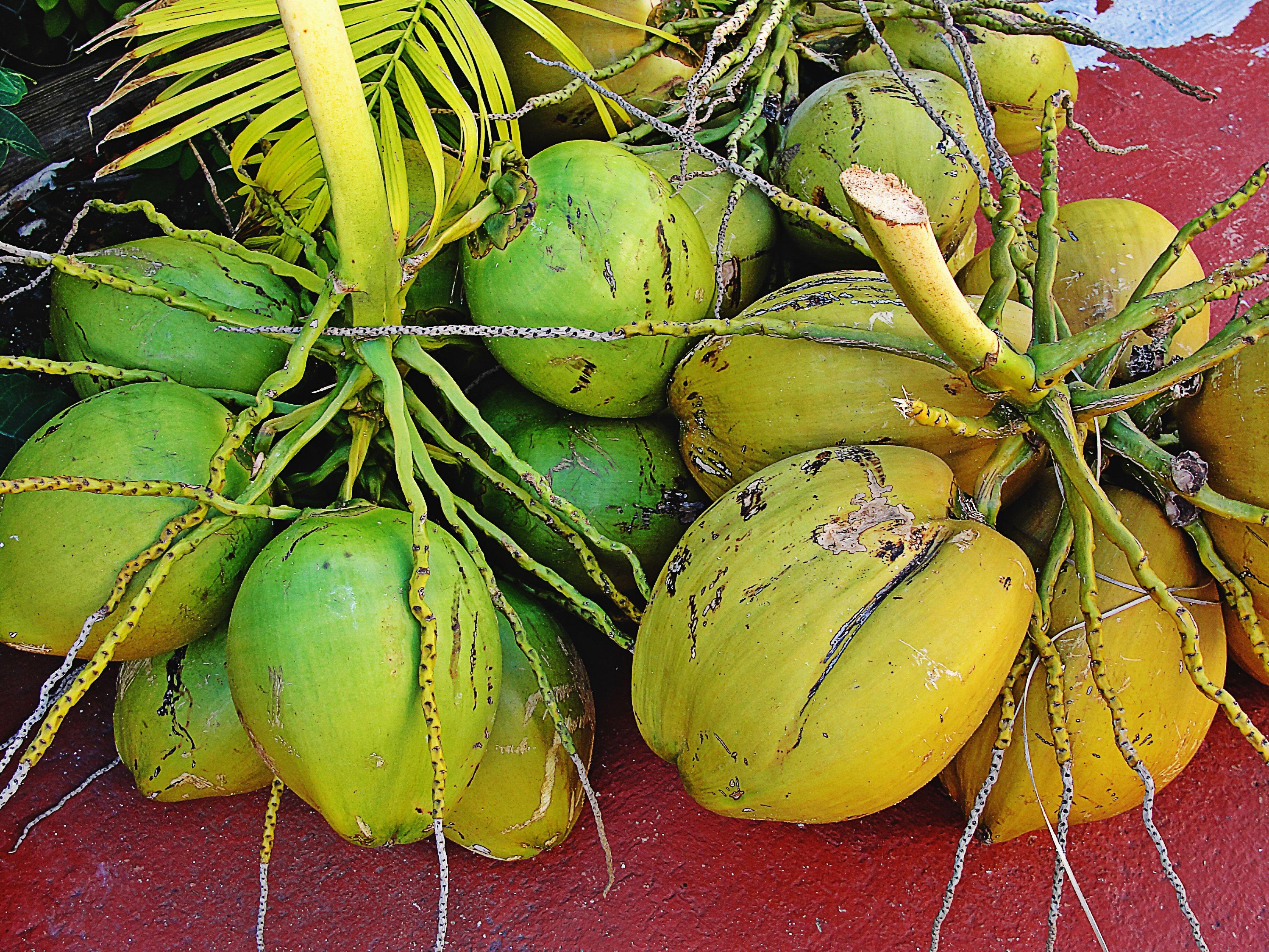 Green Coconut Wallpapers - Top Free Green Coconut Backgrounds ...